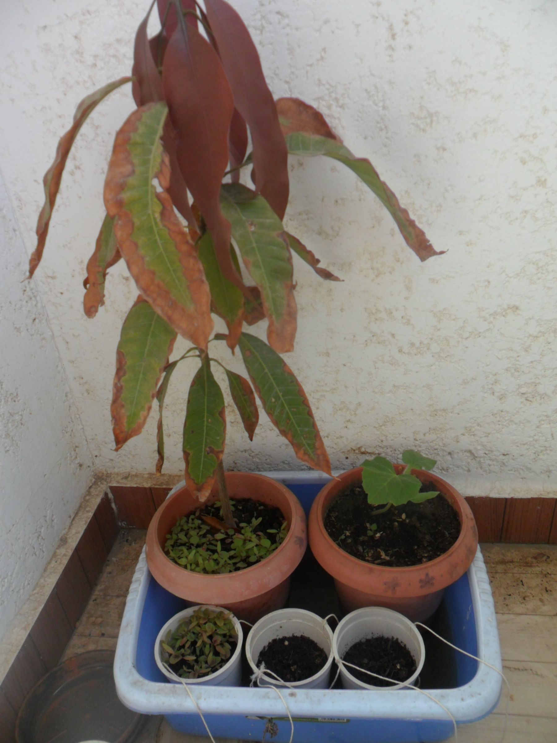 Super Simple Sub-irrigation System - Instructables