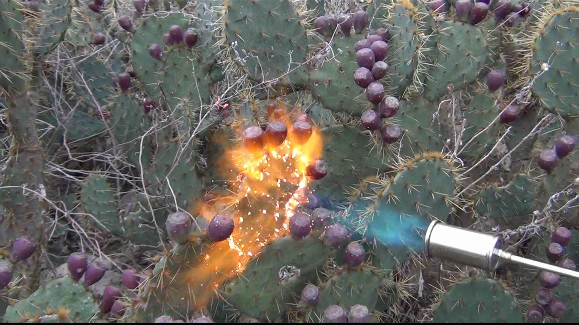 How to Pick and Eat Prickly Pear Cactus : 7 Steps (with Pictures ...