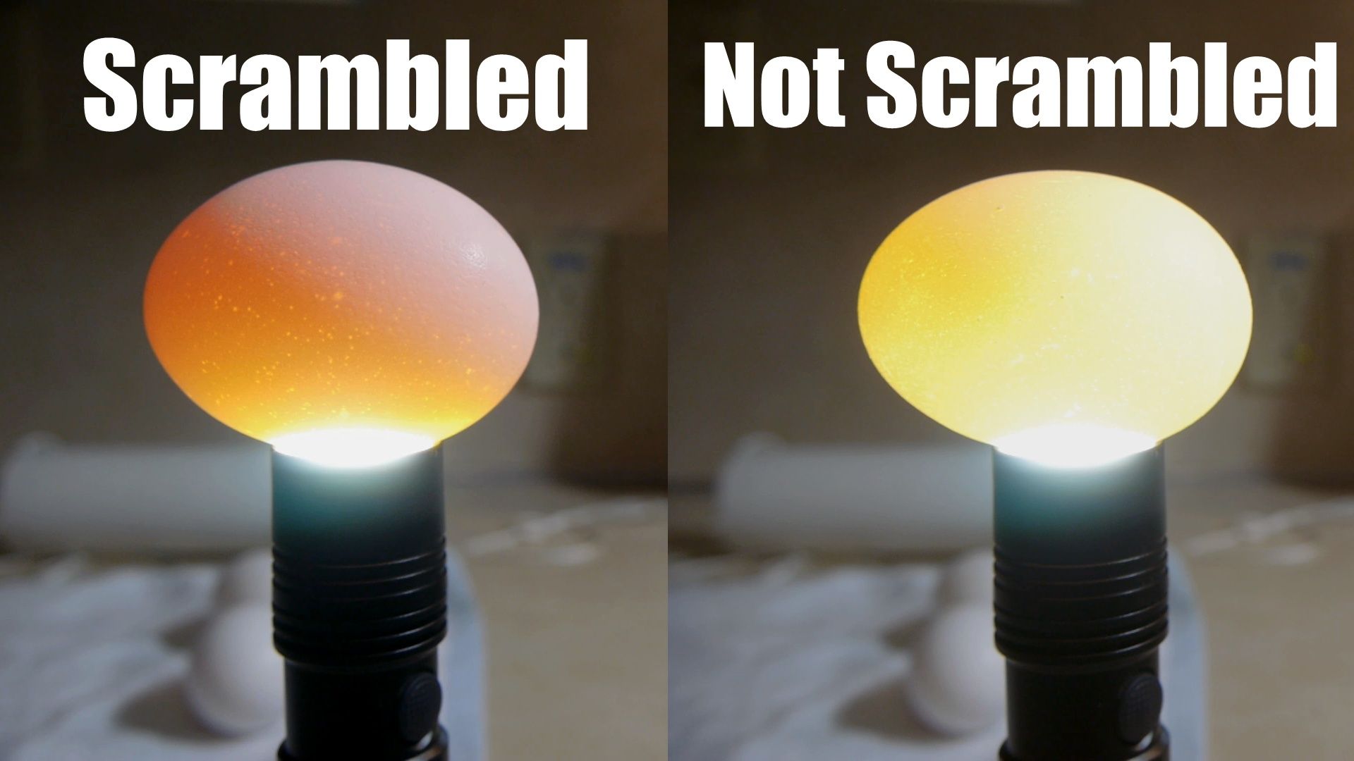 How to Scramble Eggs Inside Their Shell - NEW VERSION (with Pictures ...