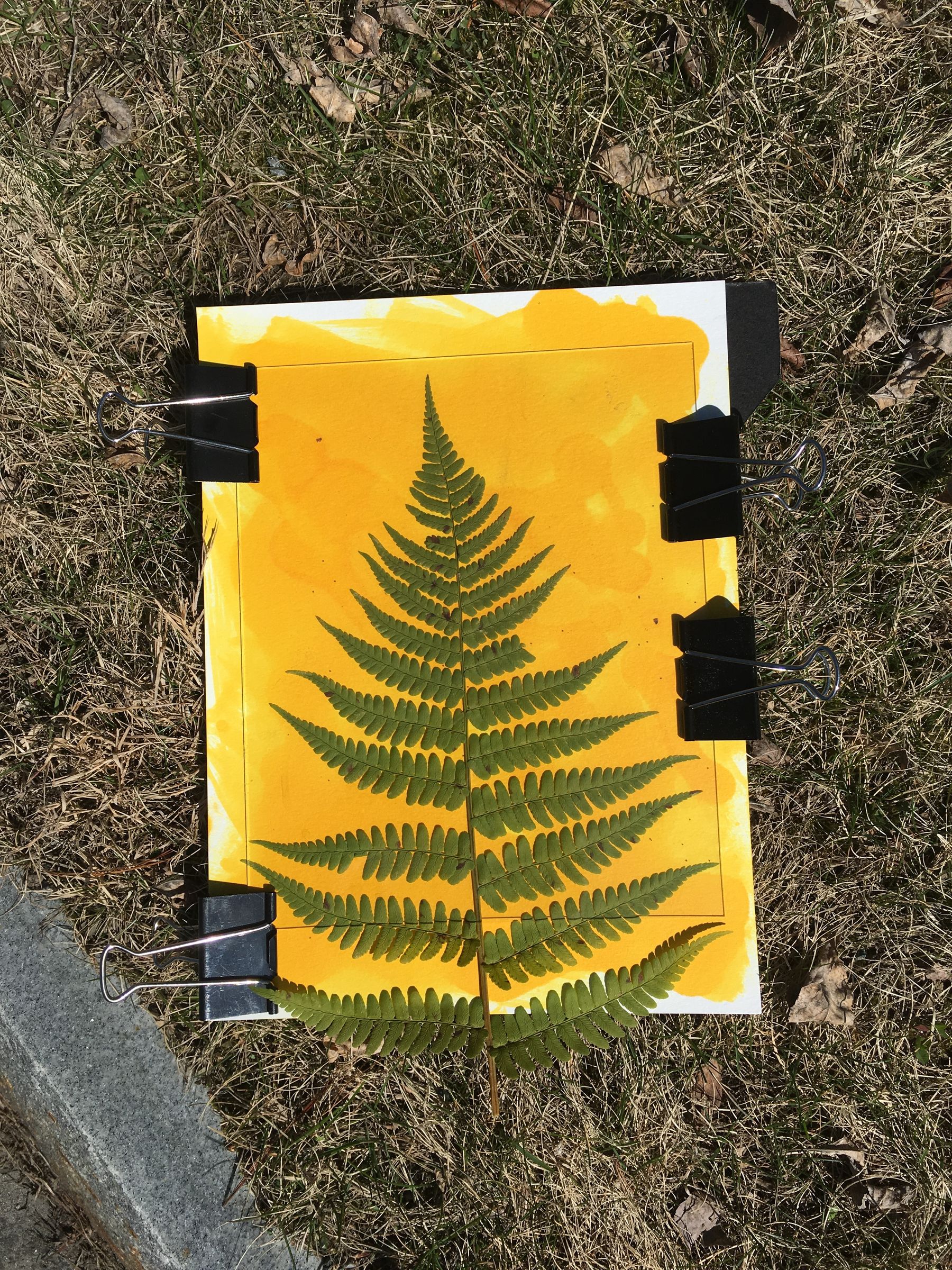 Alternative Photography: Anthotype & Cyanotype : 5 Steps (with Pictures ...