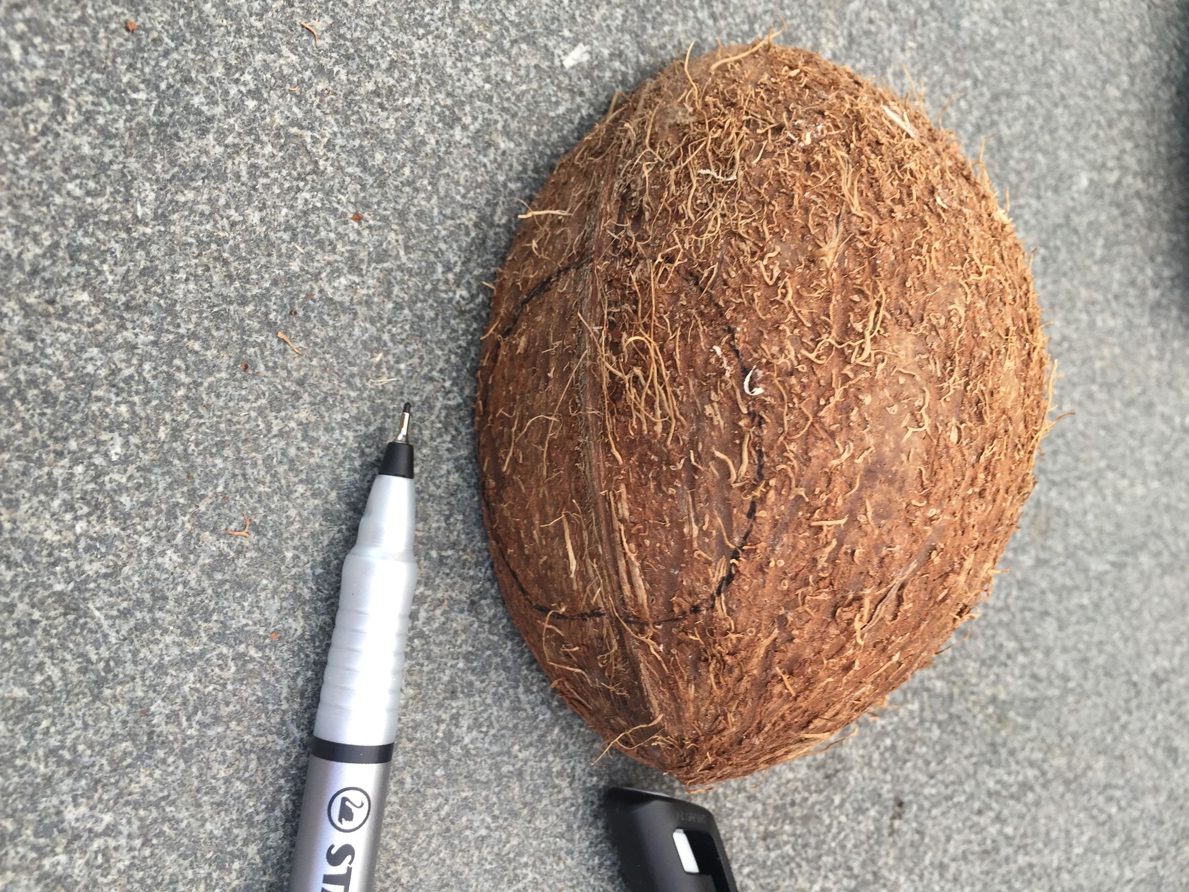 Turtle Shell From Coconut : 6 Steps (with Pictures) - Instructables