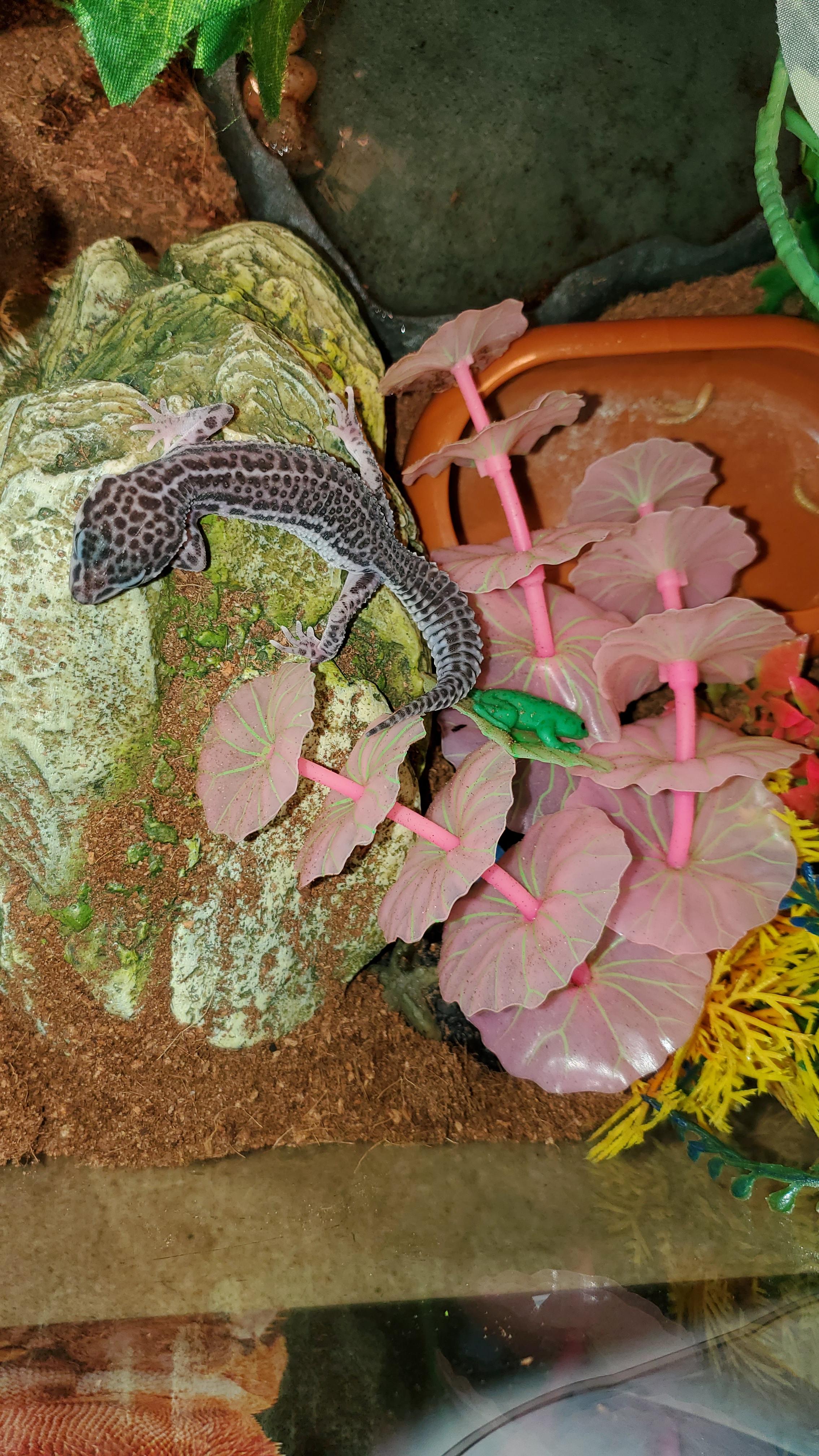 Leopard Gecko Habitat : 7 Steps (with Pictures) - Instructables