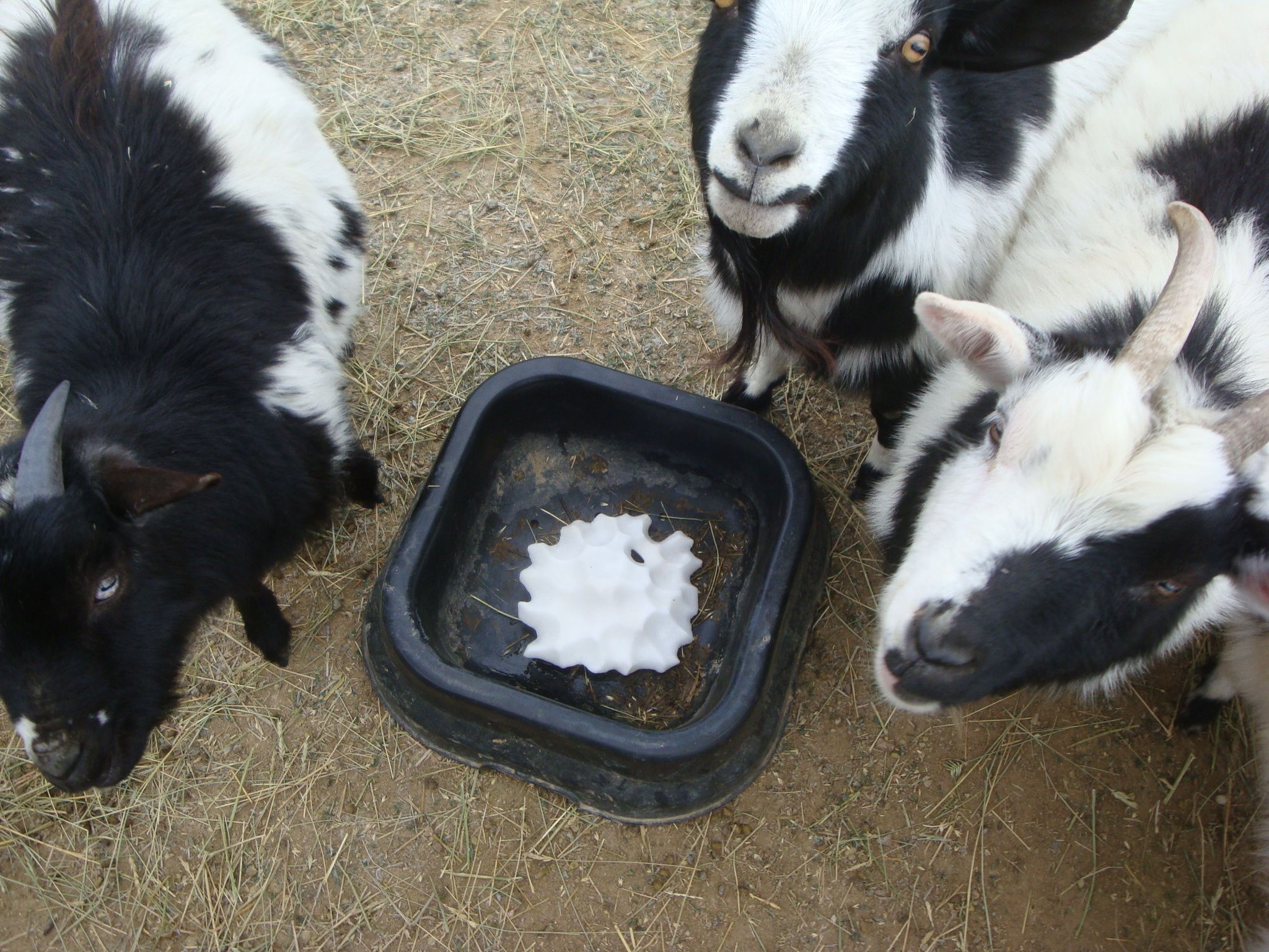How to Care for Fainting Goats : 5 Steps - Instructables