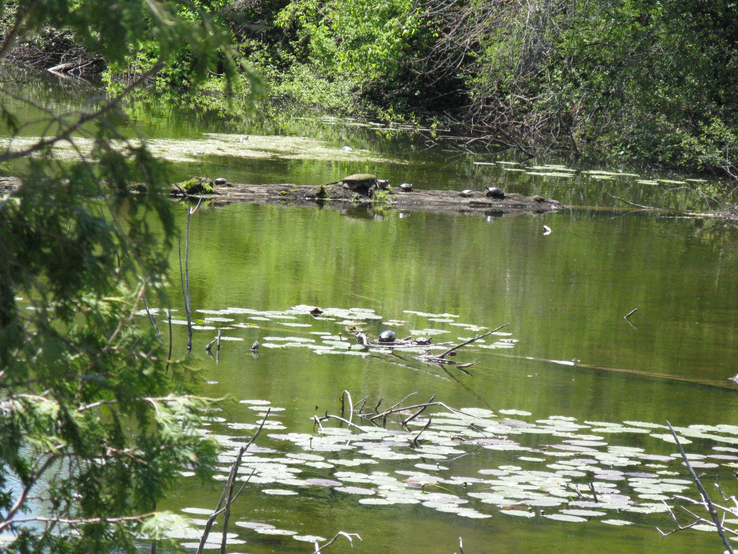 Three Essential Groups of Wild Edible Plants : 19 Steps (with Pictures ...