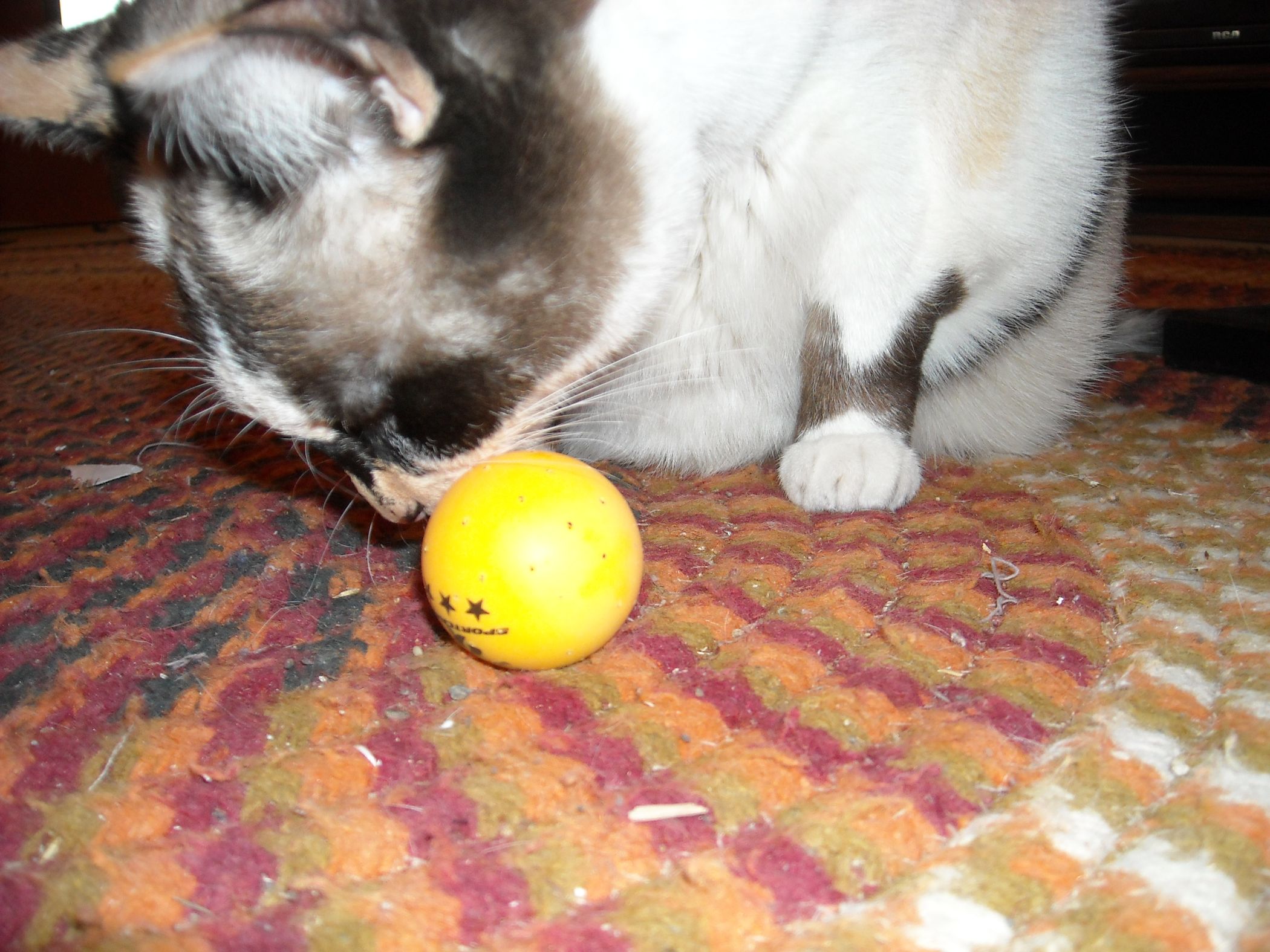 Homeade Catnip Balls : 7 Steps - Instructables