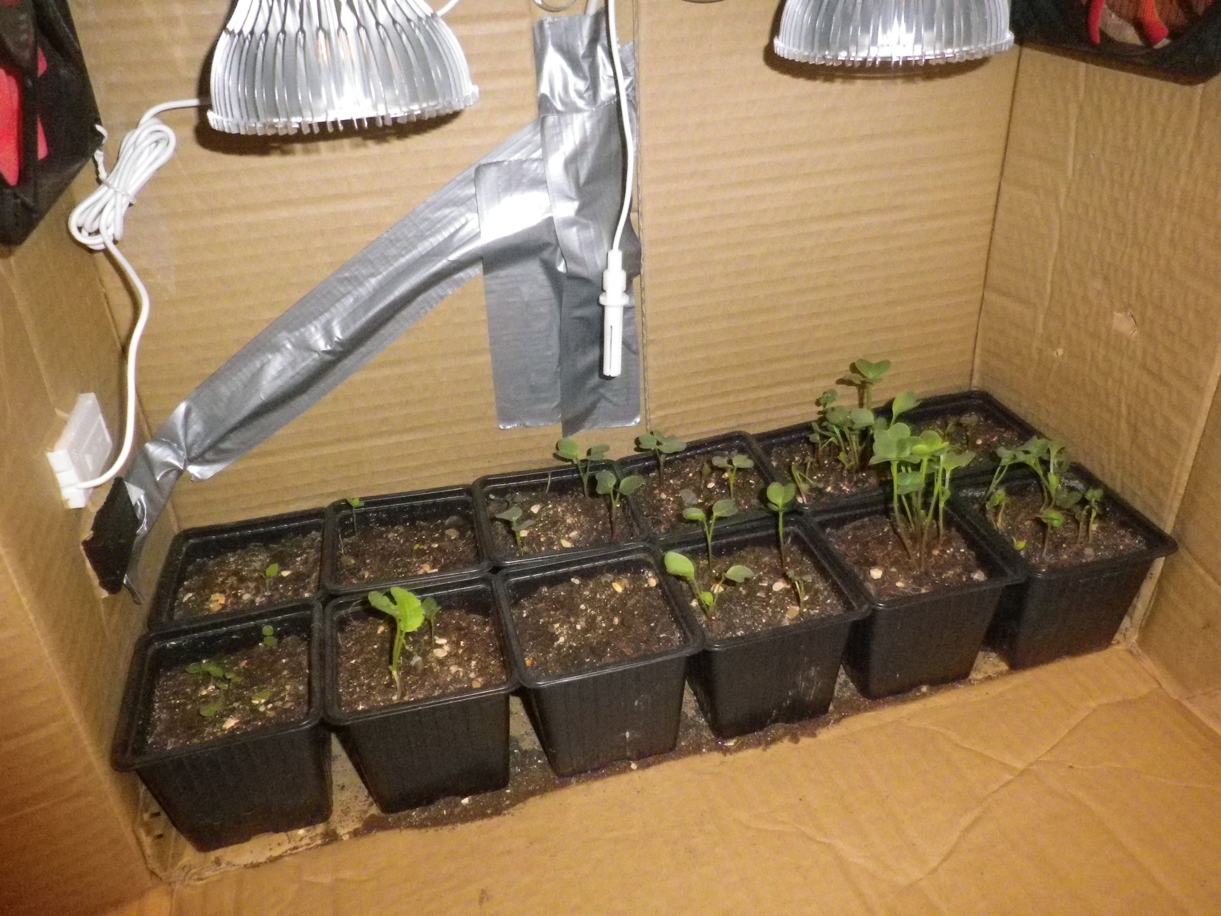 Small Grow & Germination Box in Cardbord Box : 8 Steps (with Pictures ...