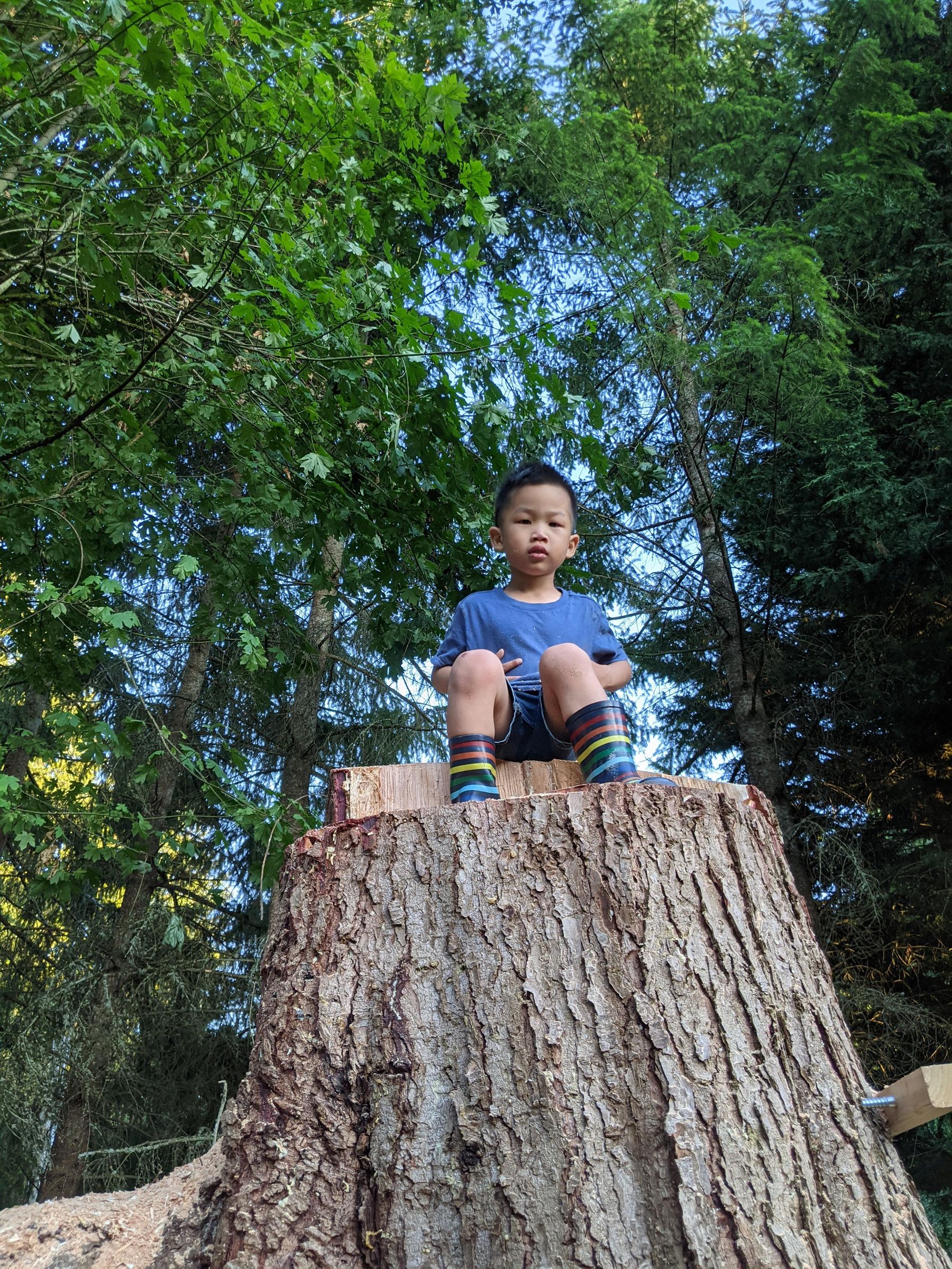 DIY: Build a Ladder and Cut the Tree - Removing Large Trees Near Fences ...
