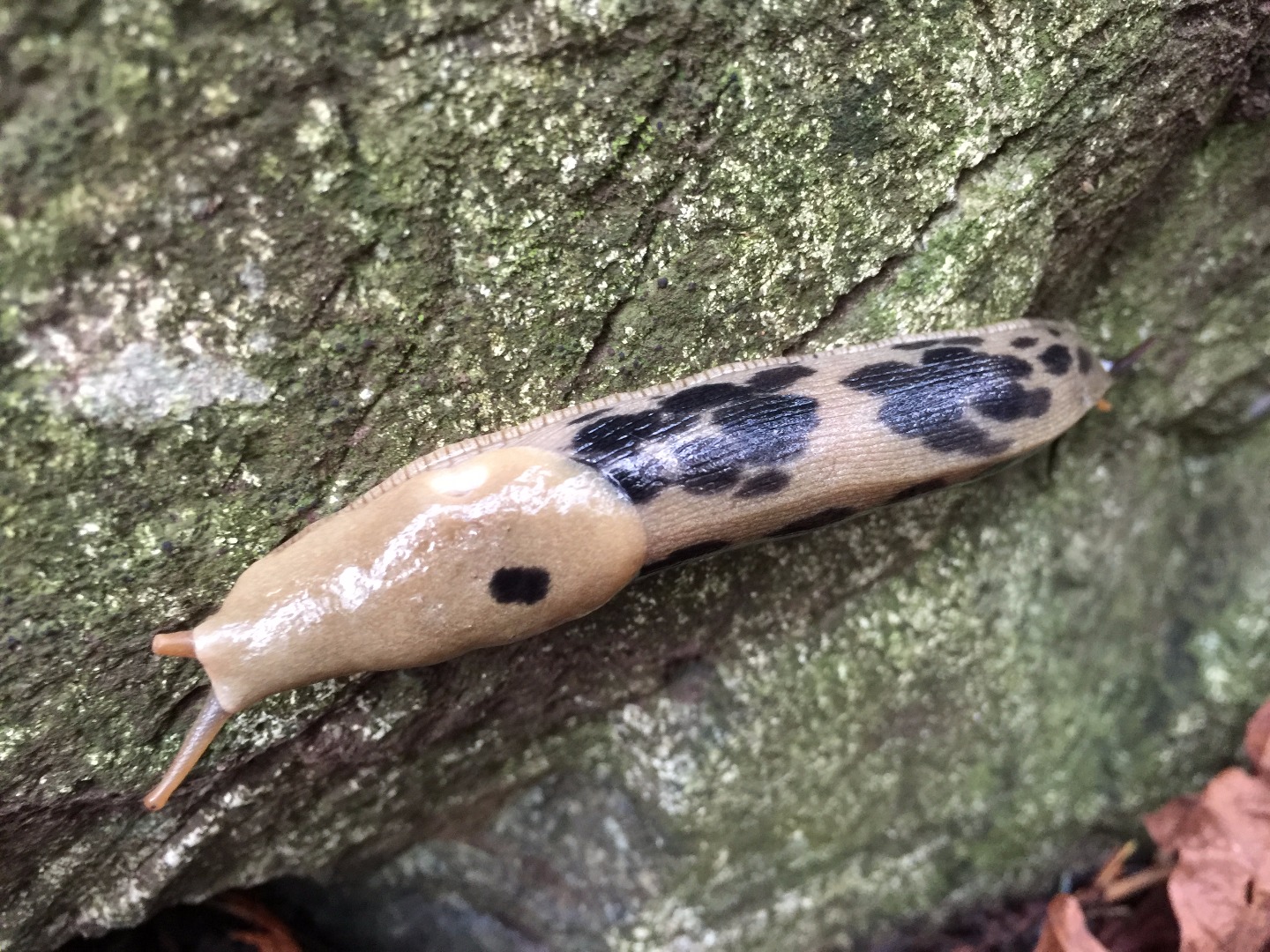 Nature Tracker: Parameter Mapping With the Intel Edison : 7 Steps (with Pictures) - Instructables