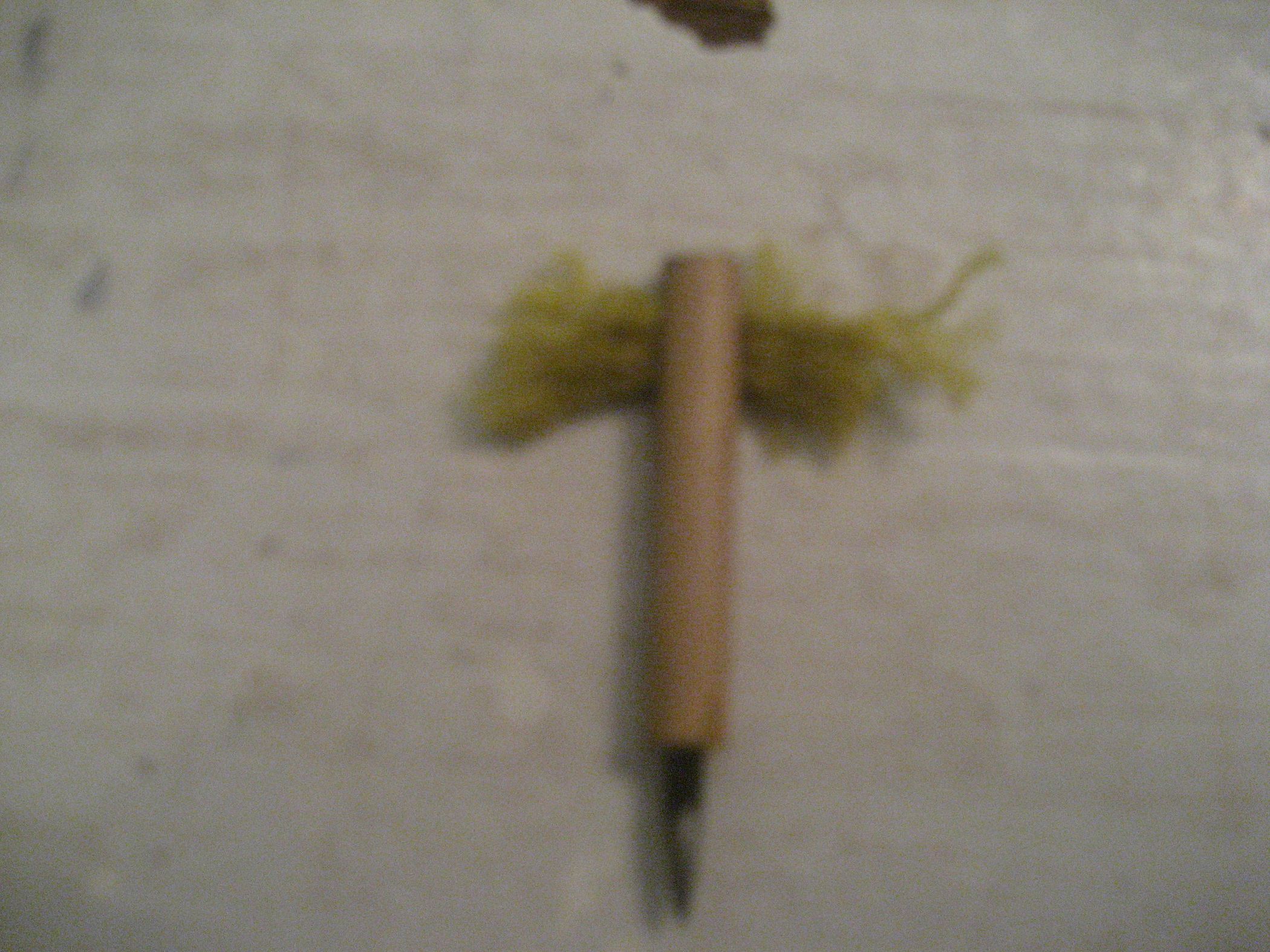 Blowgun Darts : 4 Steps - Instructables