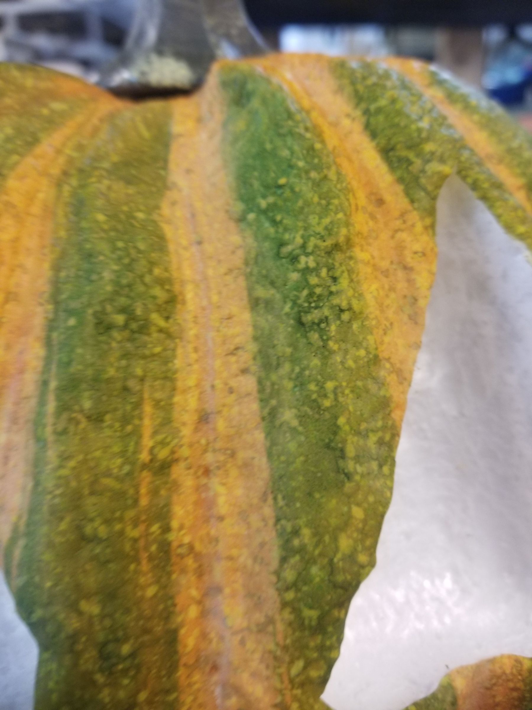 Rotten Pumpkins : 4 Steps (with Pictures) - Instructables