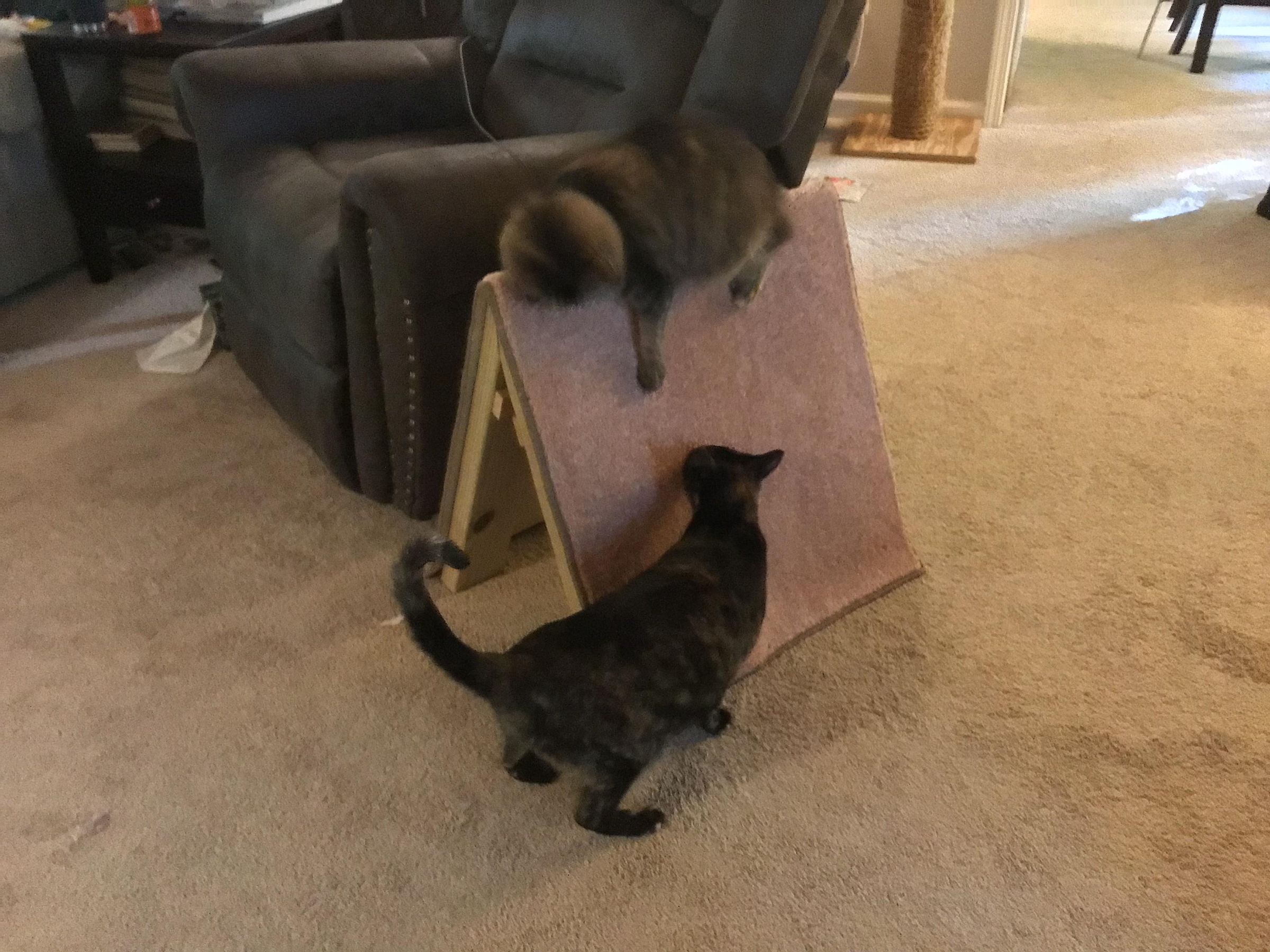 Cat Tent Scratcher : 7 Steps (with Pictures) - Instructables