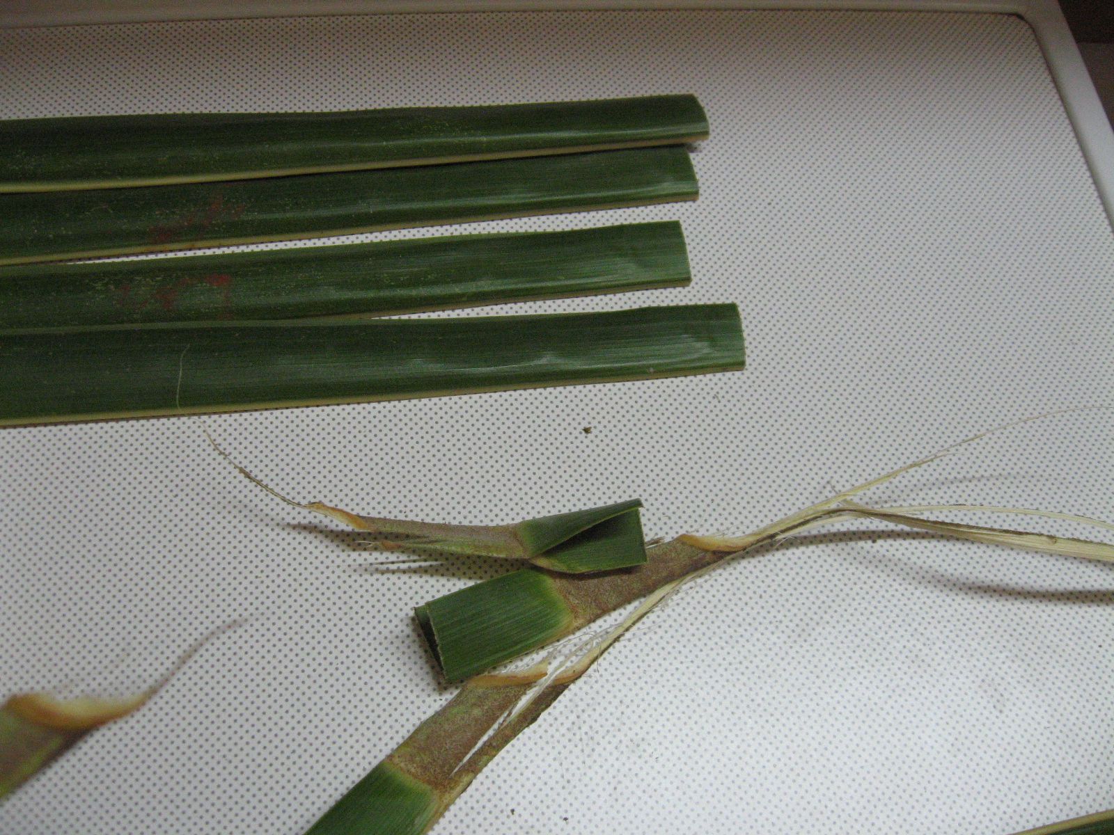 How to Weave a Small Mat From Coconut Leaves : 4 Steps (with Pictures ...