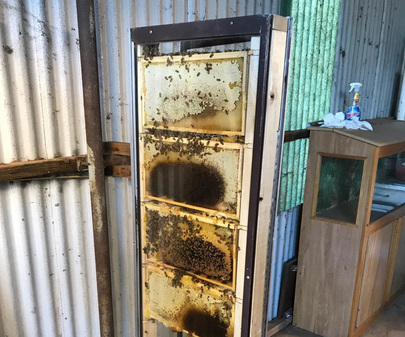 How to Build an Observation Bee Hive : 20 Steps (with Pictures ...