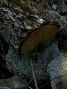 Splitting Black Locust Logs With Wedges : 7 Steps (with Pictures ...