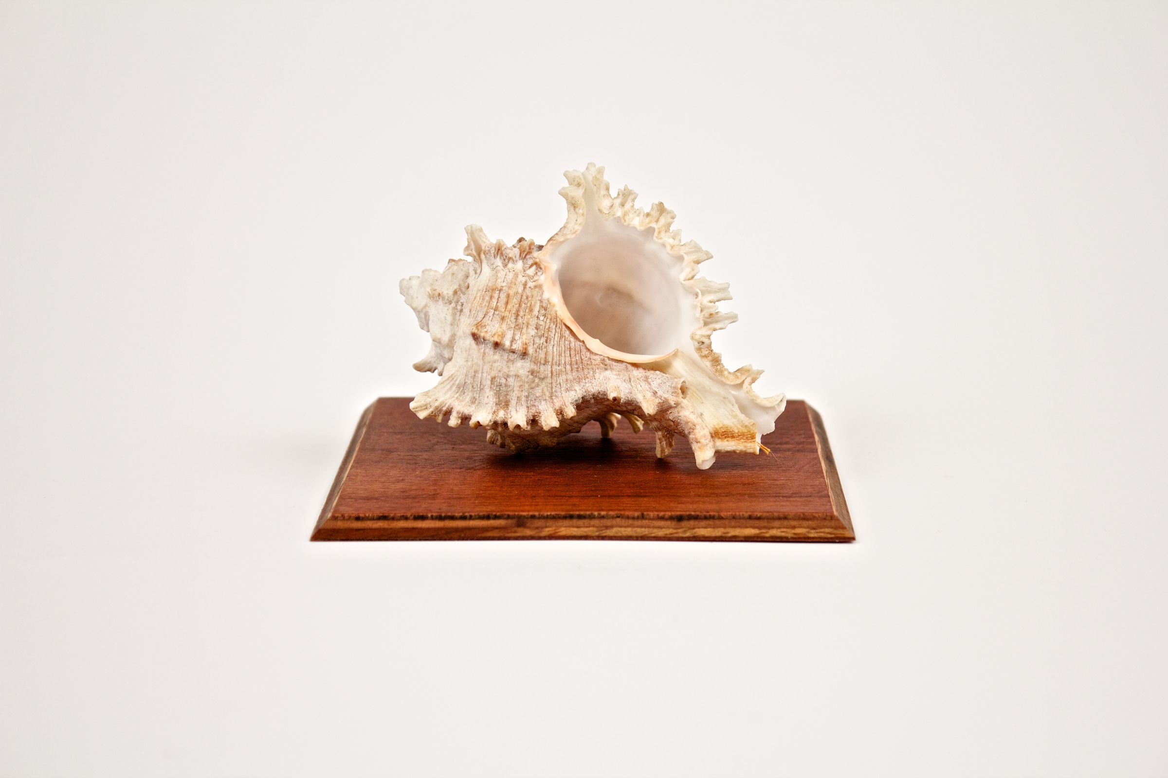 Build Your Own Auditory Augmented Seashell! : 3 Steps (with Pictures ...
