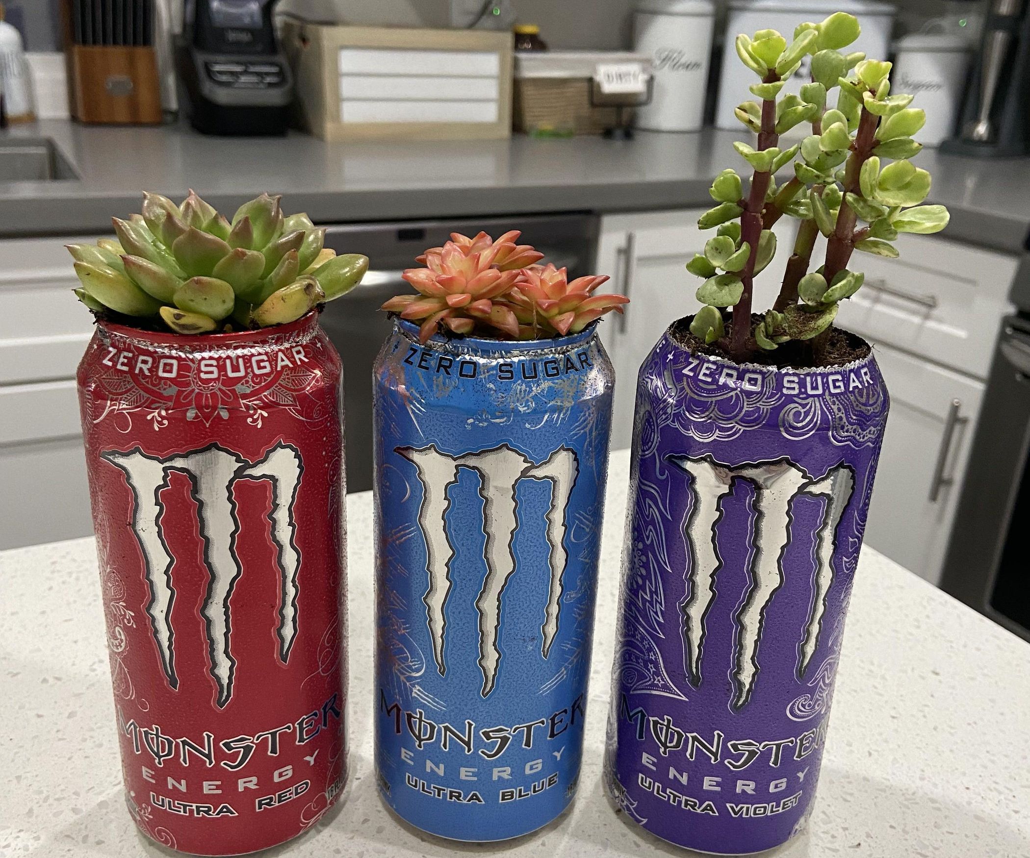 Monster Energy Plants : 5 Steps - Instructables