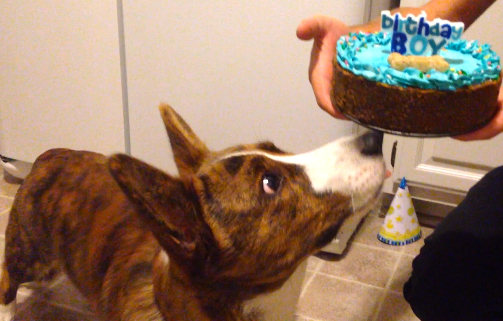 Dog Stealing Cake
