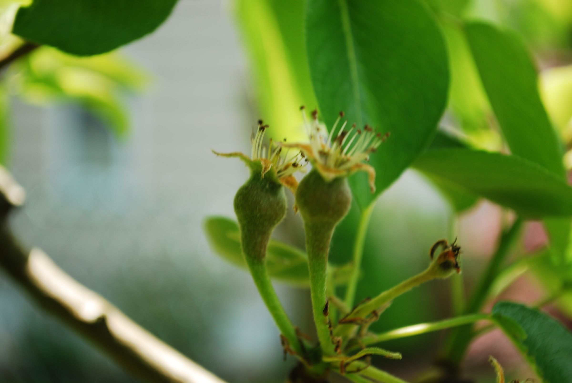 Grow a Pear in a Bottle : 6 Steps - Instructables