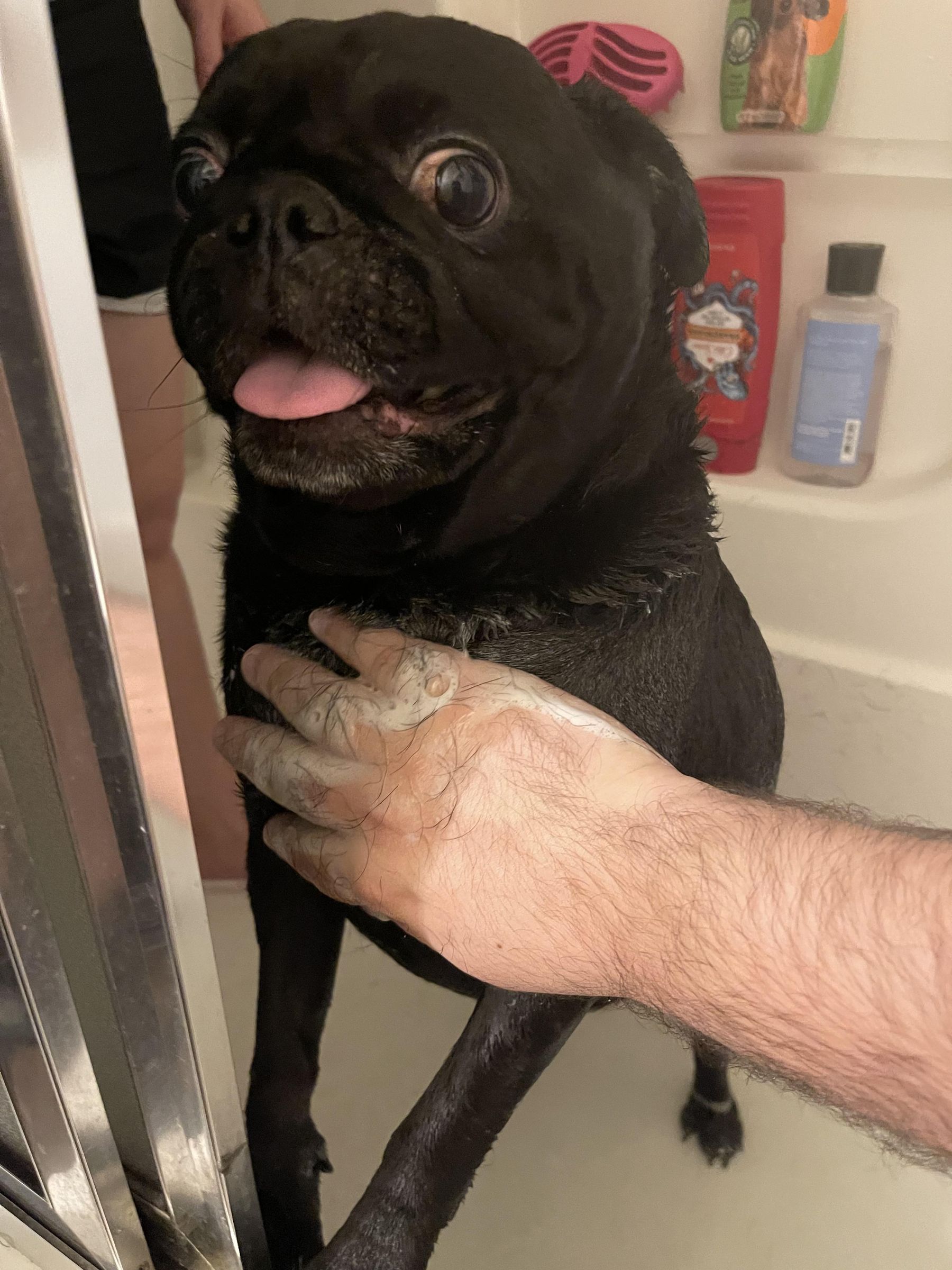 How to Groom Your Pug : 13 Steps (with Pictures) - Instructables