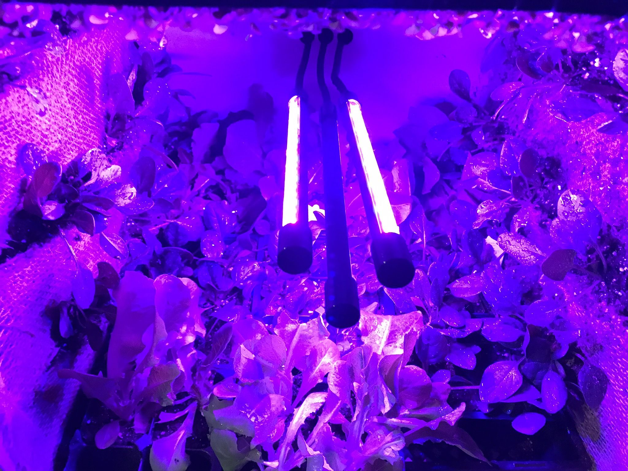 Zero Gravity Garden -Grow Beyond Earth : 6 Steps - Instructables