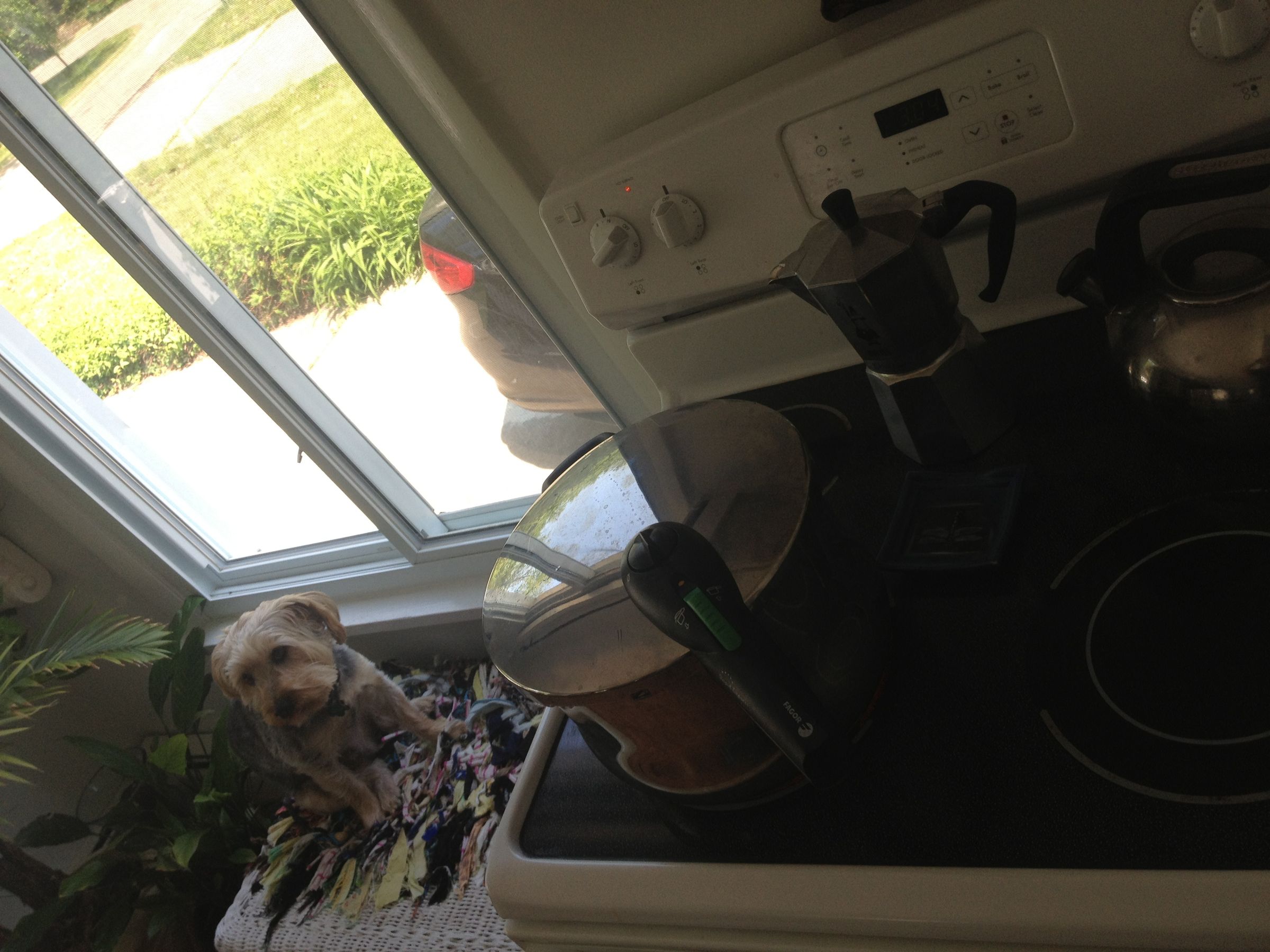 How to Make Solid Culture Medium Plates for Yeast Culture : 8 Steps ...