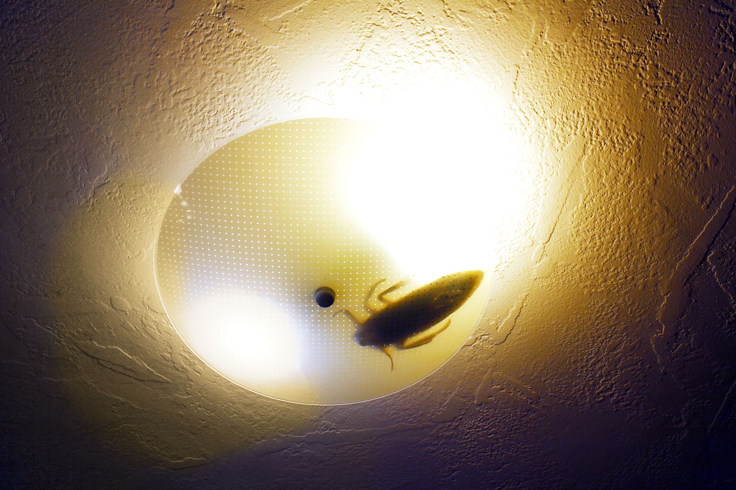 Bug Prank : 4 Steps (with Pictures) - Instructables