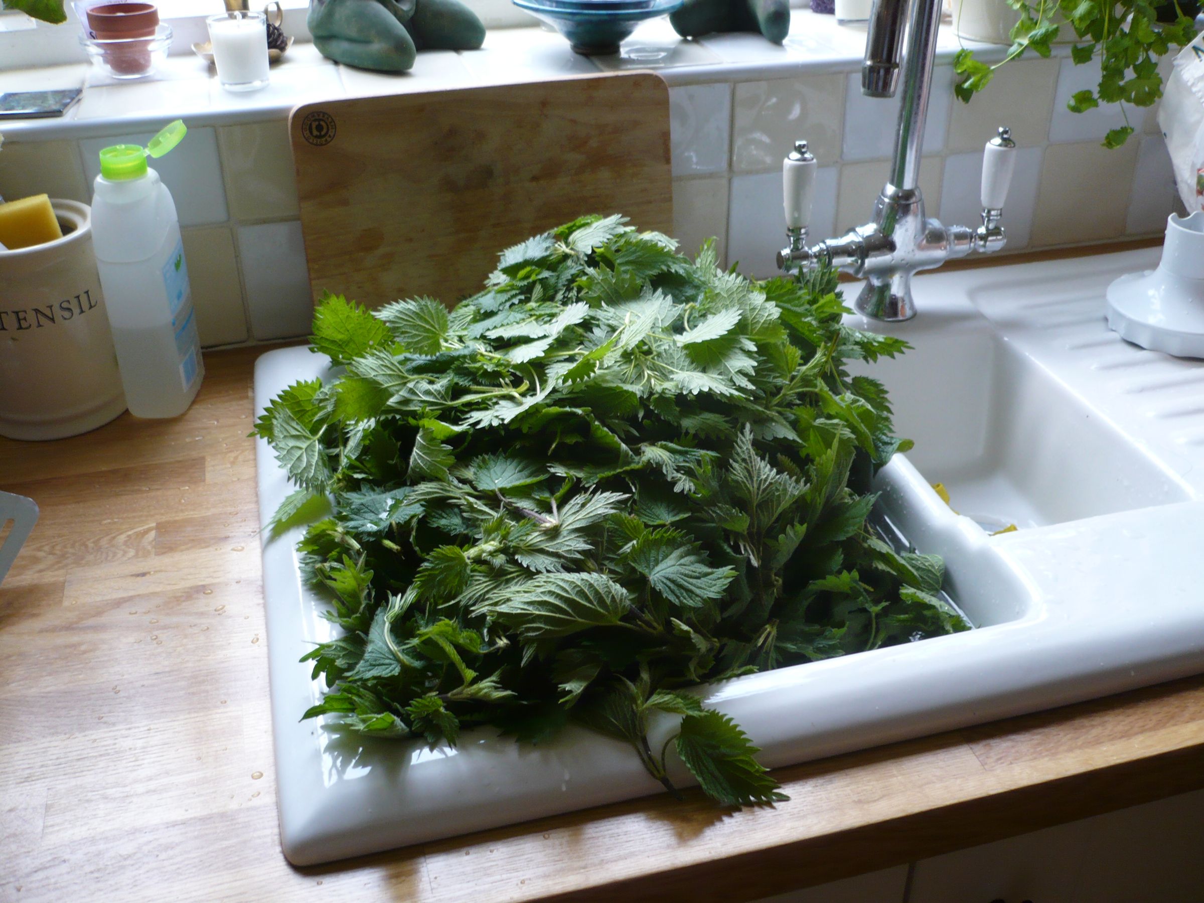 British - Stinging Nettle Beer : 8 Steps (with Pictures) - Instructables