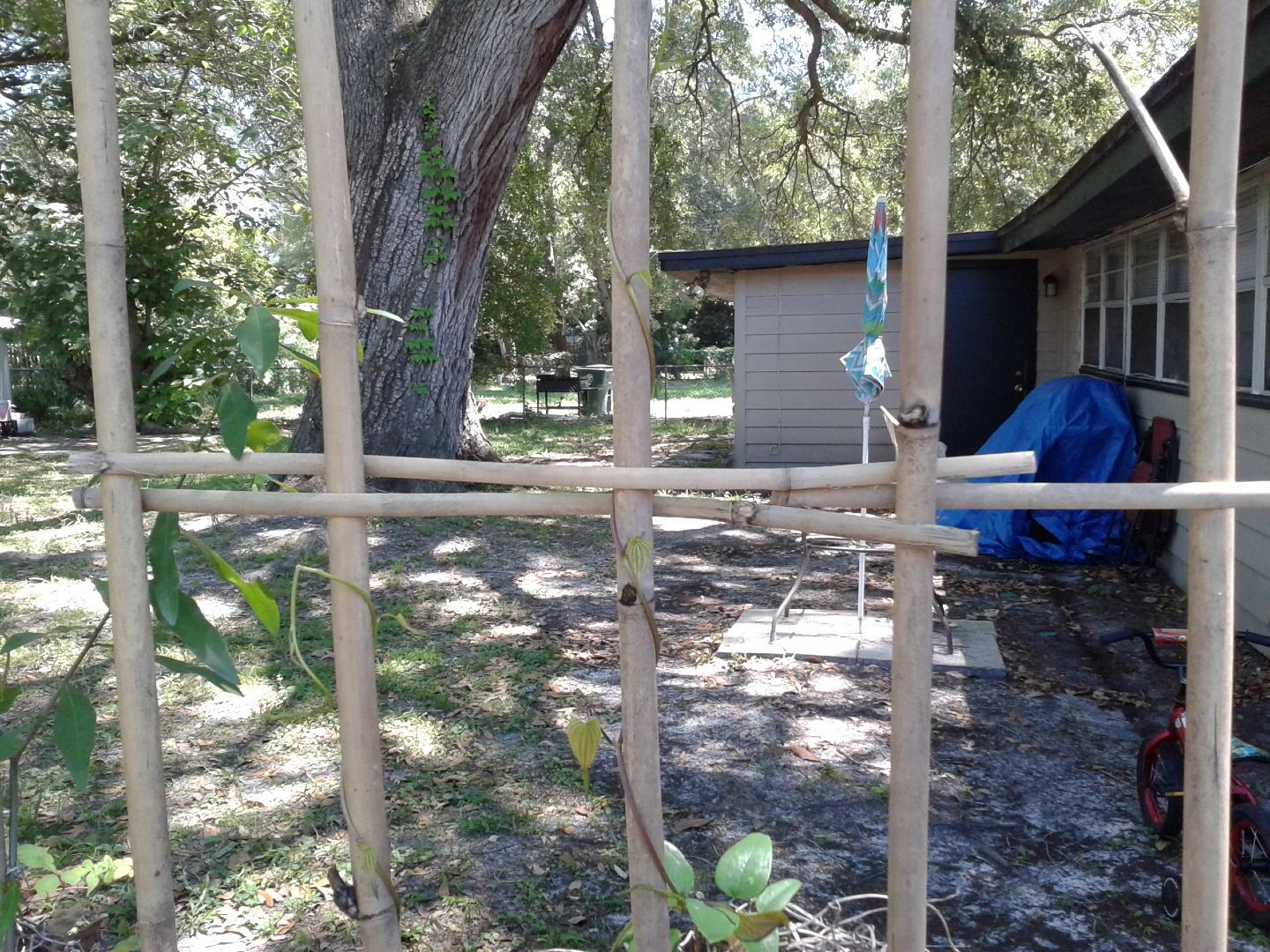 Weave a Bamboo Privacy Fence : 7 Steps (with Pictures) - Instructables