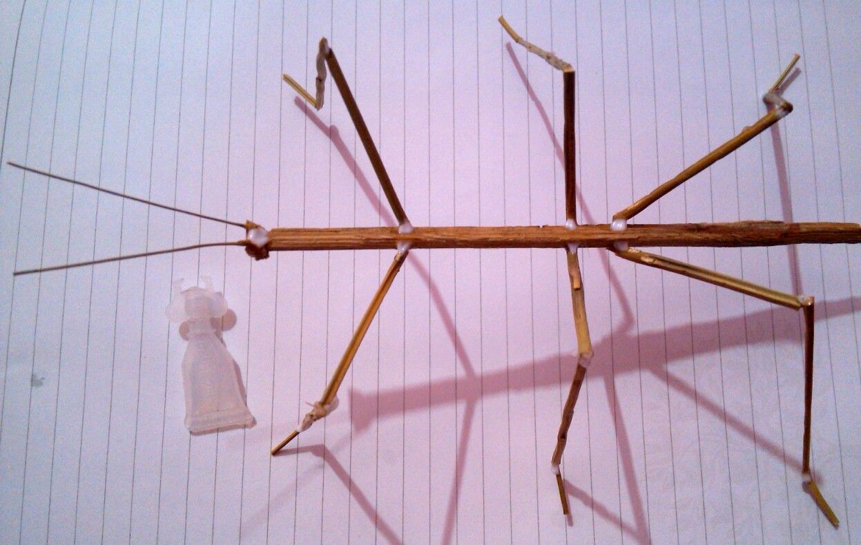 Stick Insect- Make at Home : 4 Steps - Instructables