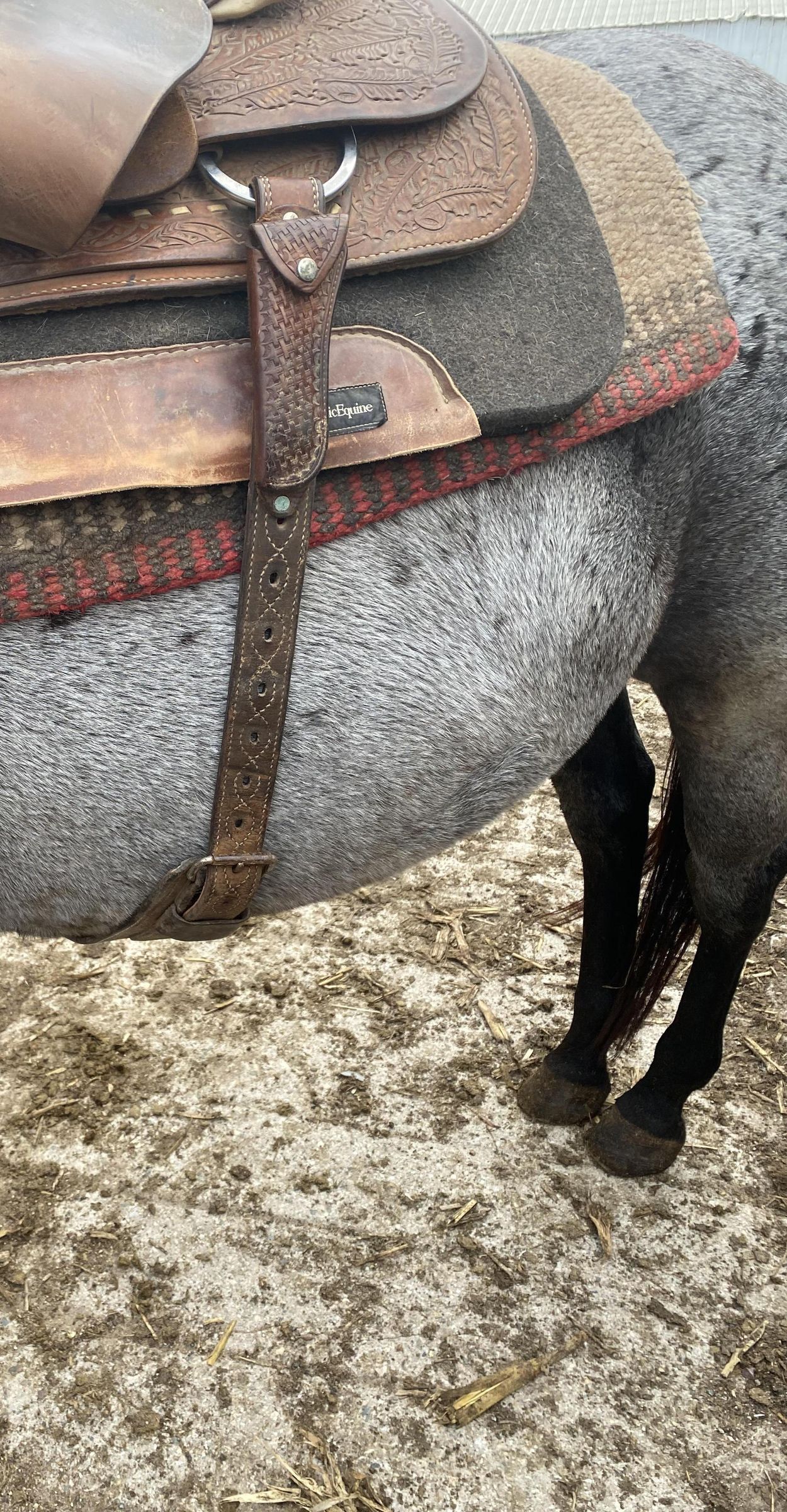 Saddling a Horse : 10 Steps (with Pictures) - Instructables