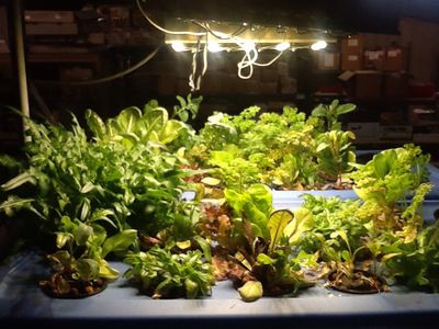 DIY Off Grid LED Grow Light : 5 Steps - Instructables