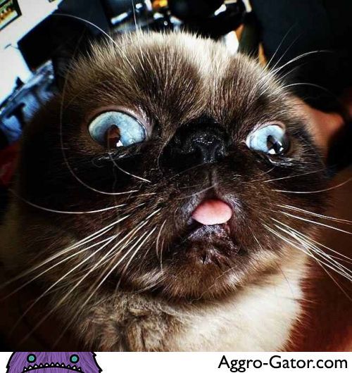 Raspberry Pi Bluetooth to PuTTY on Windows 10. : 3 Steps (with Pictures ...