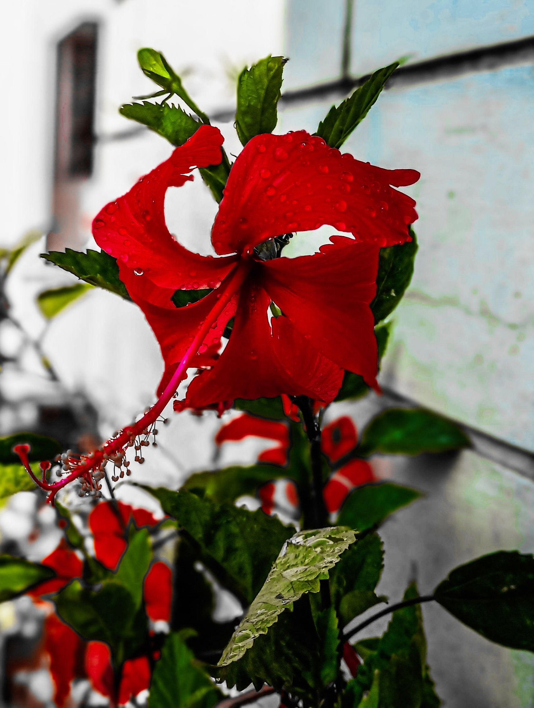Steps to Grow Plants From Stem Cuttings : 7 Steps (with Pictures ...