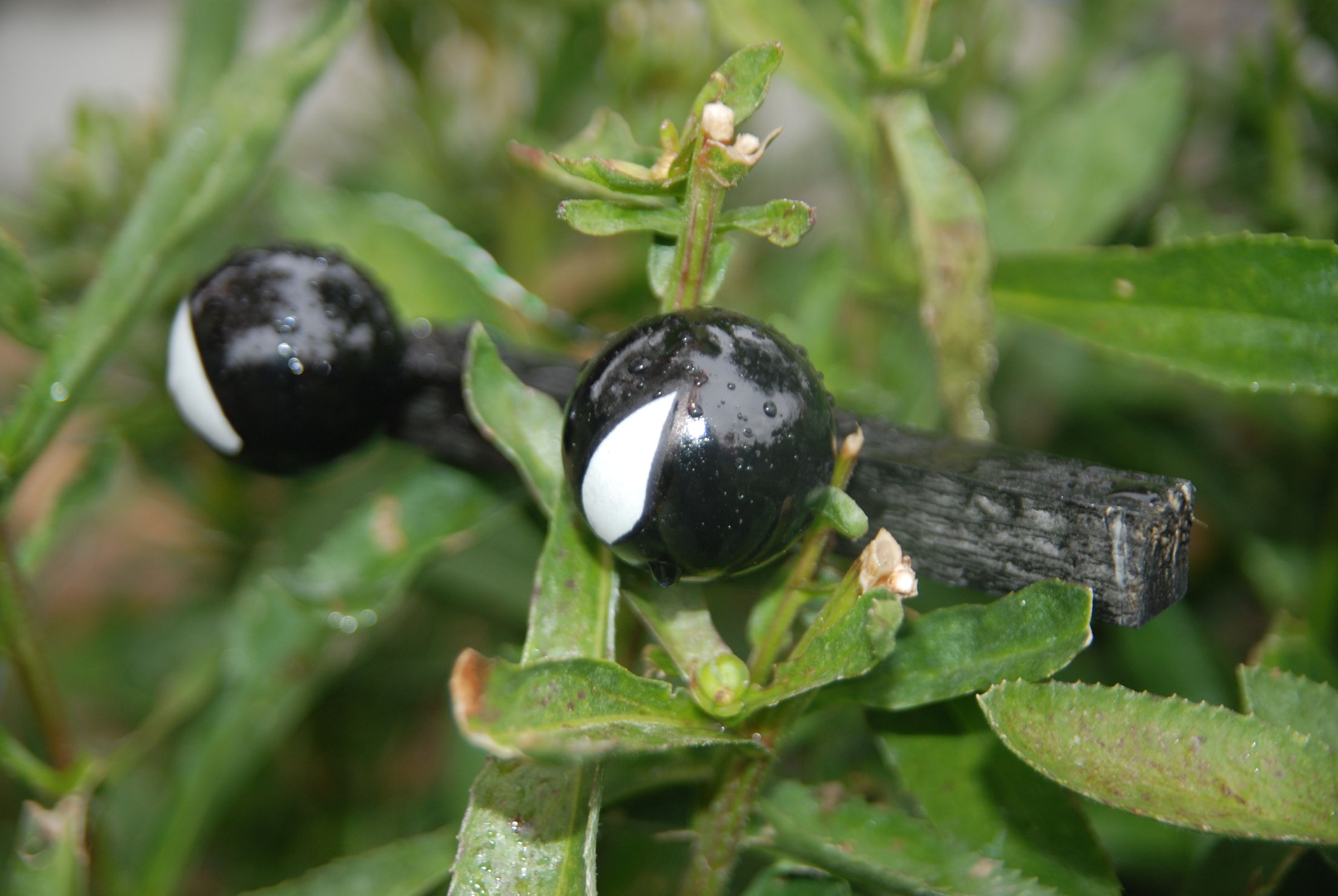 Super Spooky Evil LED Eyes of Doom Using AtTiny85 and Arduino IDE : 10 ...