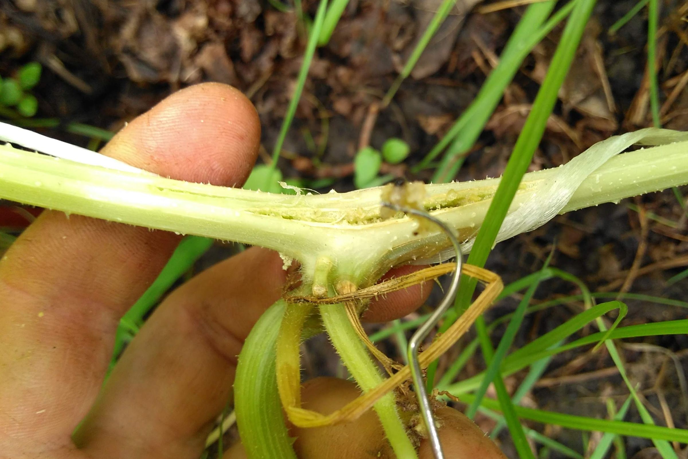 How to Hunt Vine Borers : 17 Steps (with Pictures) - Instructables
