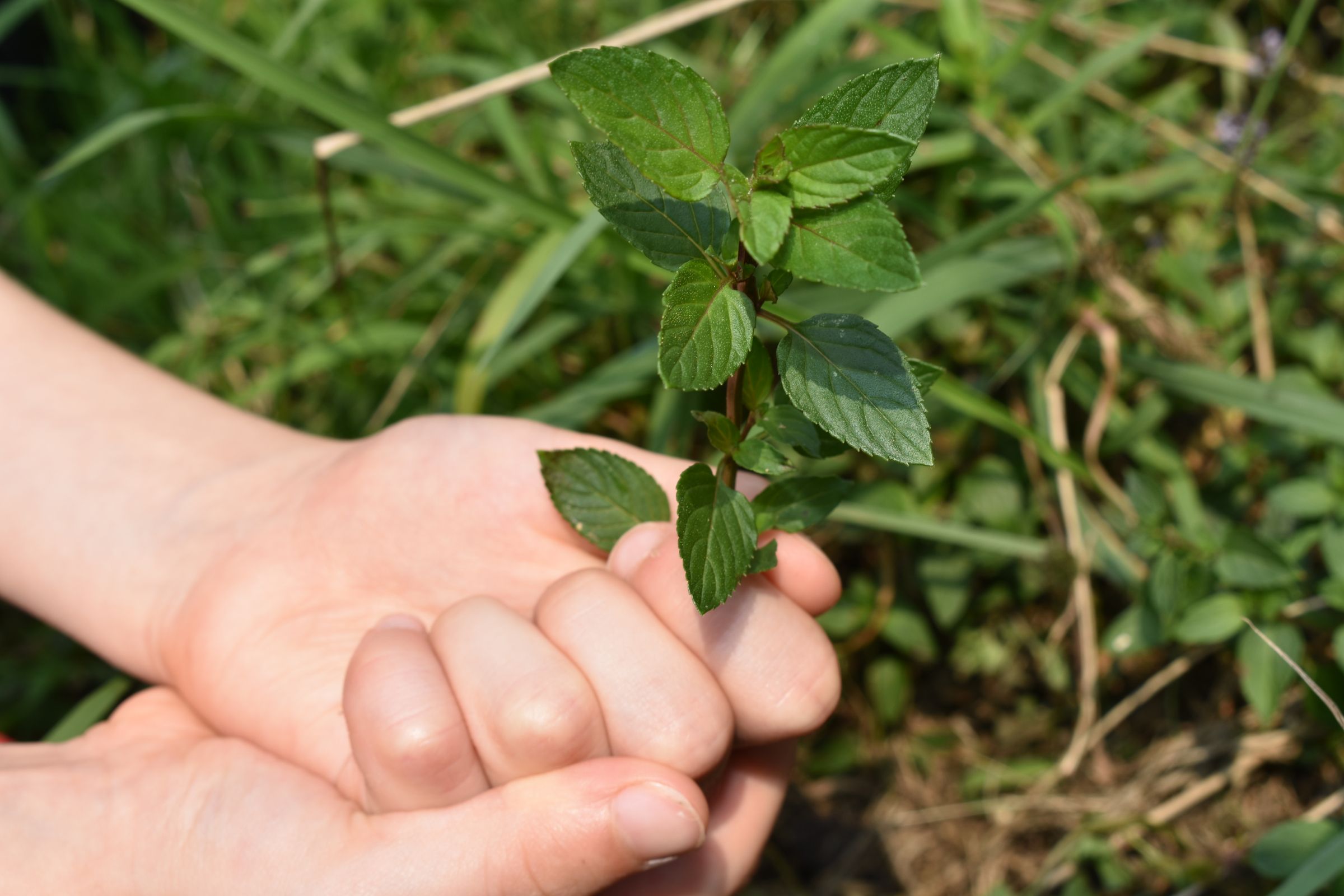 Cold Brew Wild Mint Tea : 6 Steps (with Pictures) - Instructables