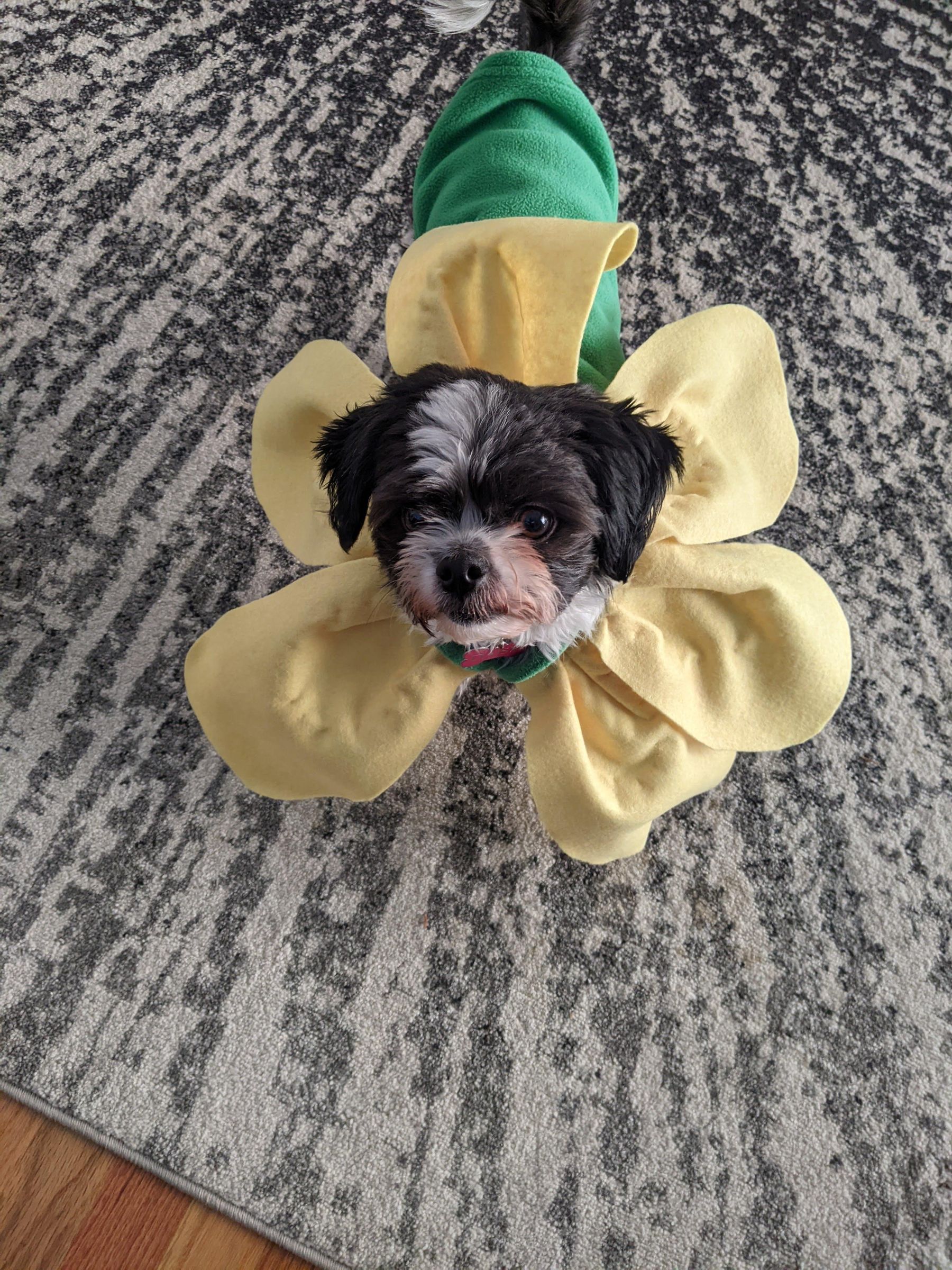 Yellow Flower Pet Costume : 4 Steps - Instructables