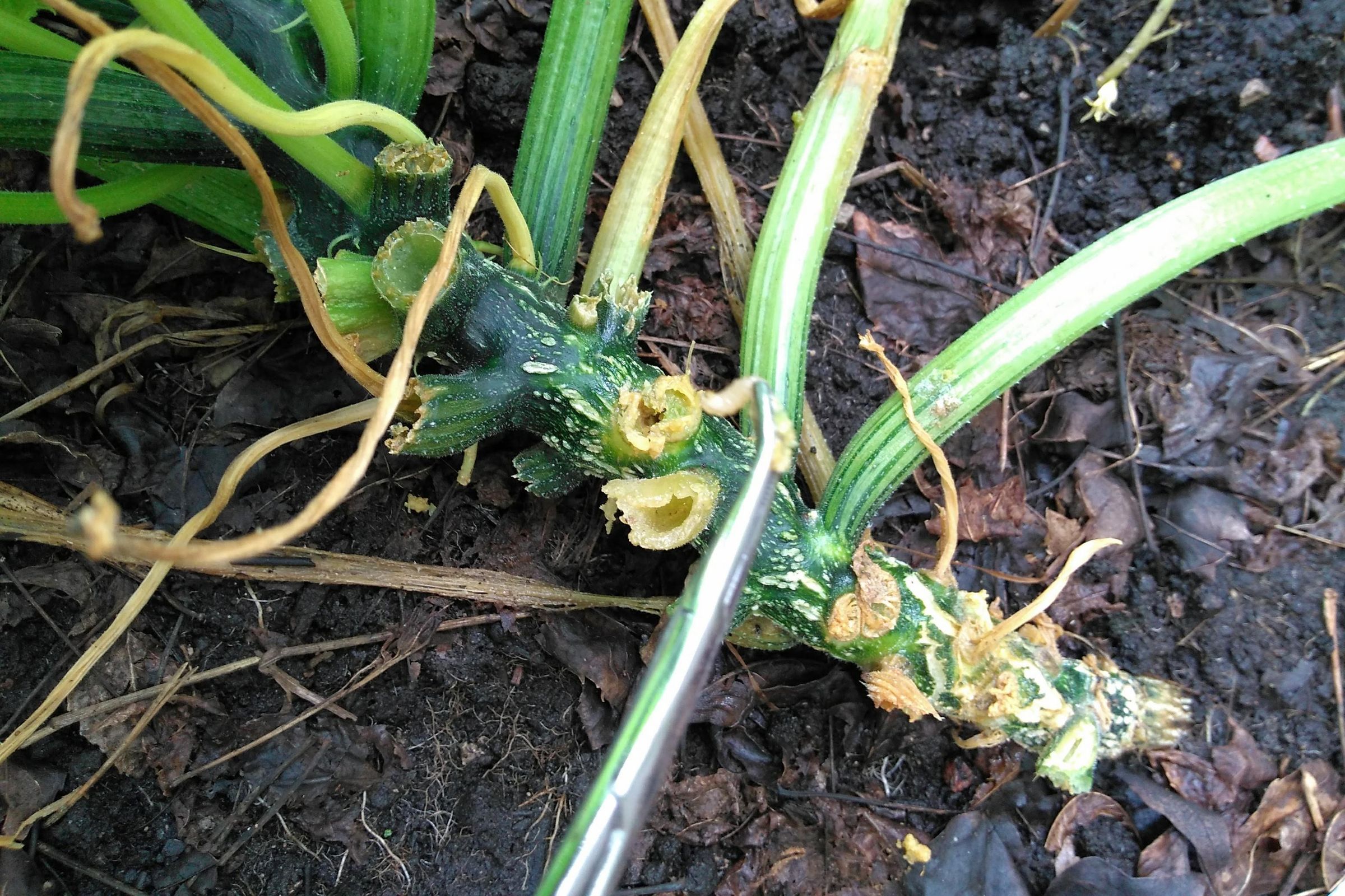How to Hunt Vine Borers : 17 Steps (with Pictures) - Instructables