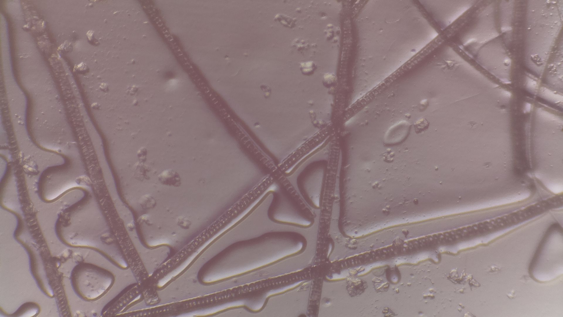 Picroscope: Low-Cost Interactive Microscope : 12 Steps (with Pictures ...