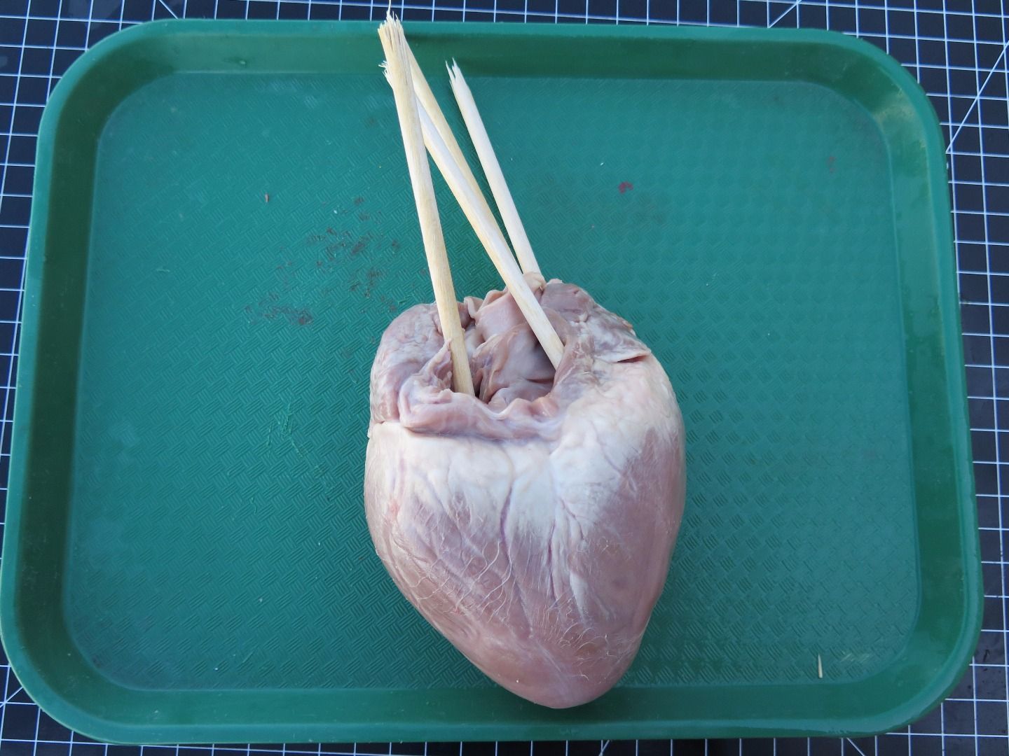 Heart Dissection : 8 Steps (with Pictures) - Instructables