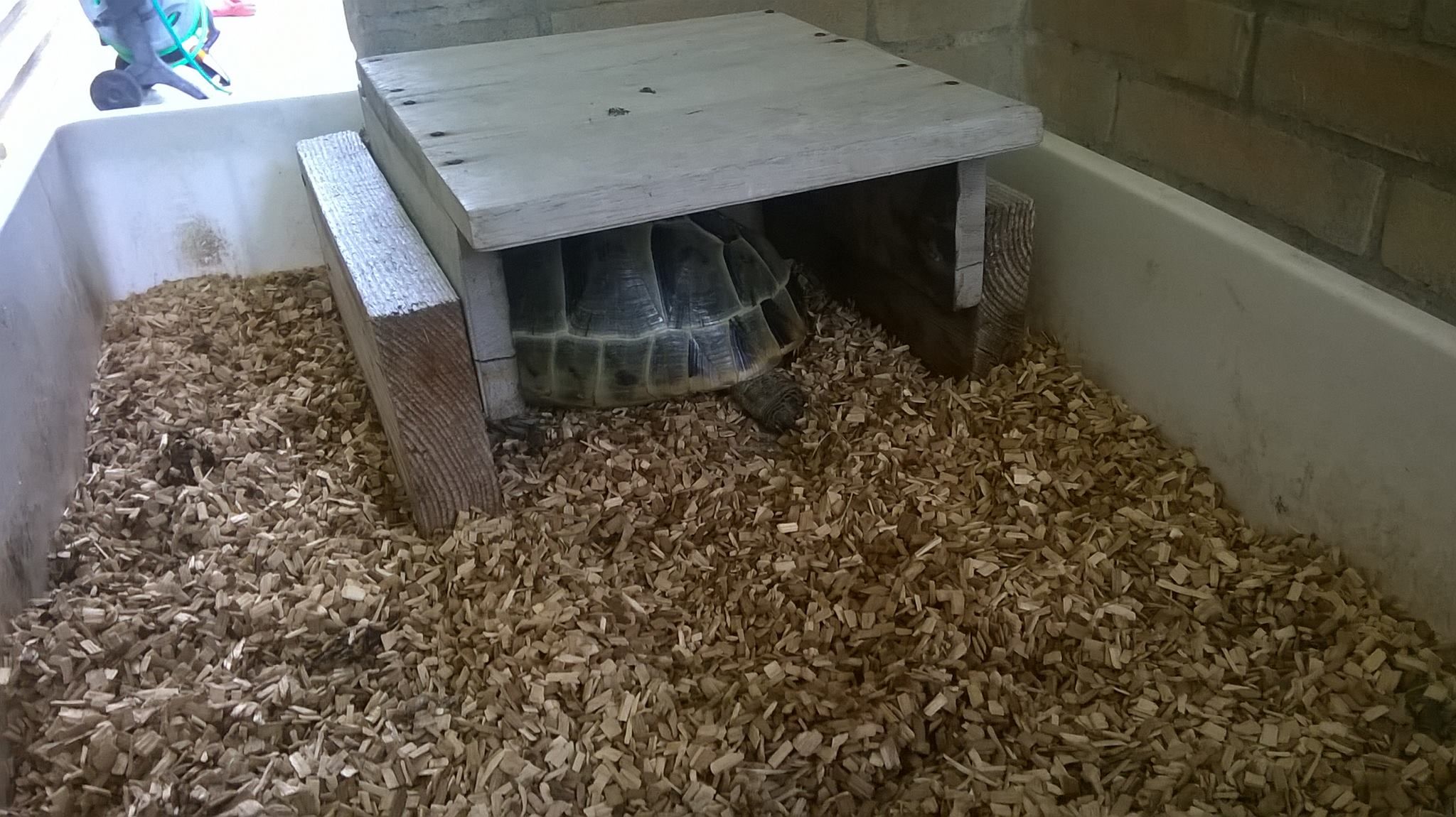 Turtle House