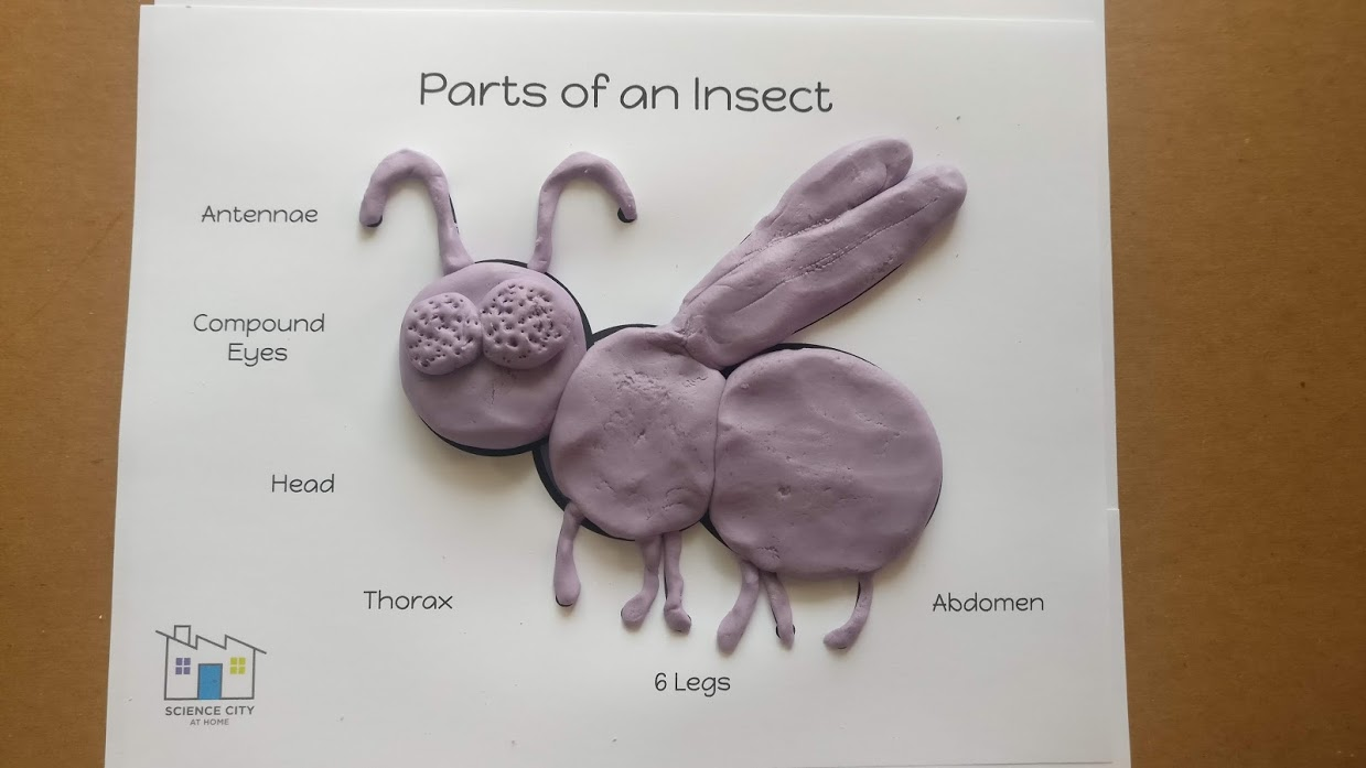 Build a Bug With Playdough! : 5 Steps - Instructables