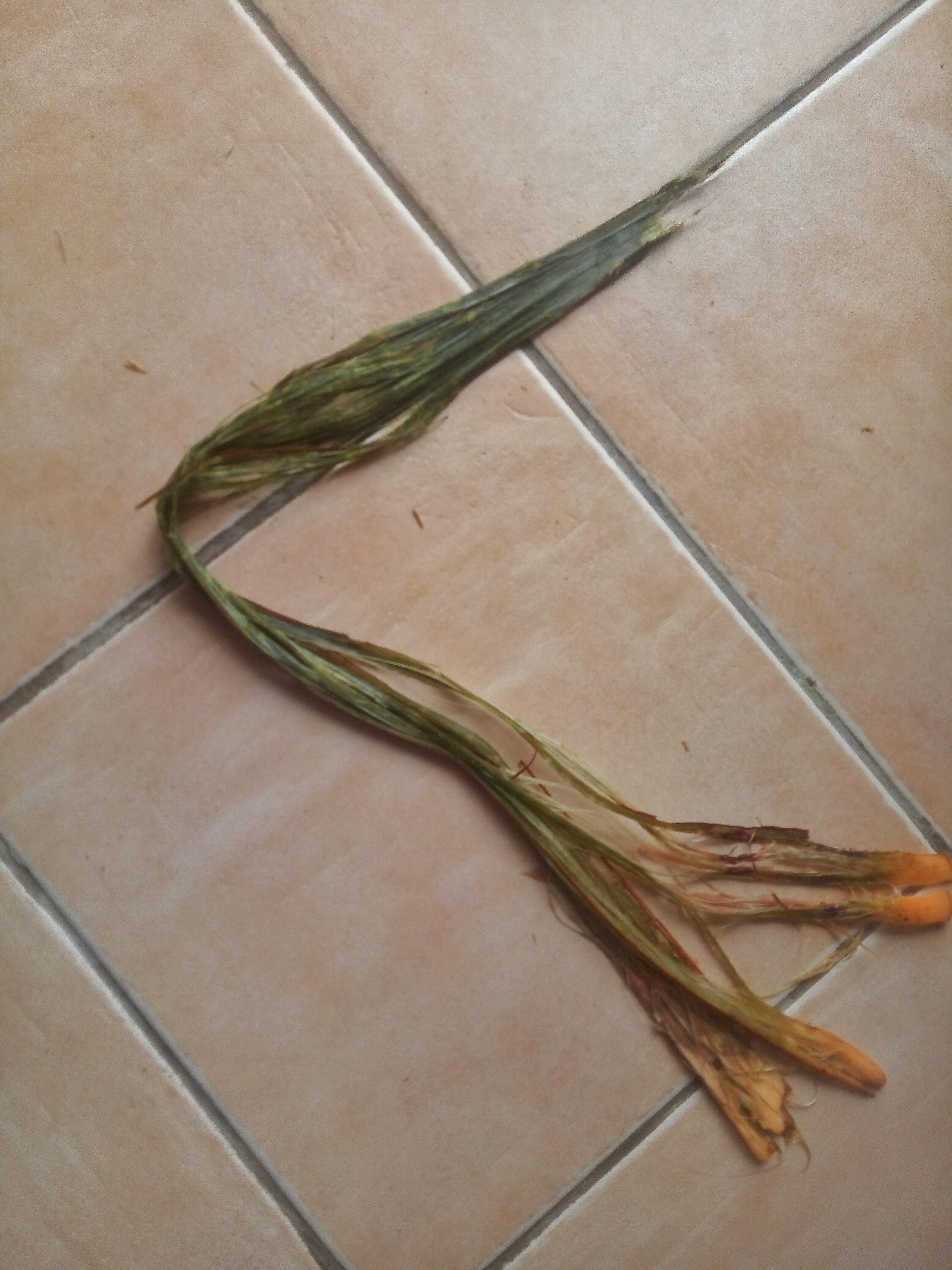 How to Make Rope / String With Natural Plant Fibers : 6 Steps (with ...