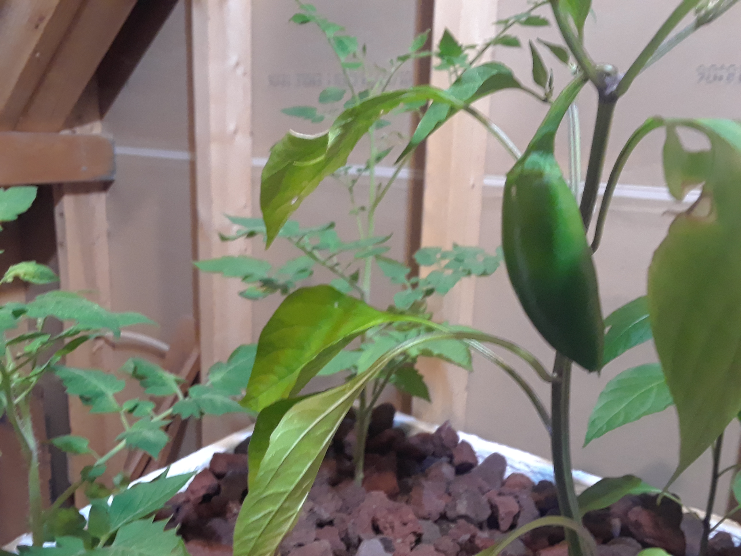 Complete Indoor Aquaponics - Start to Finish : 12 Steps (with Pictures ...