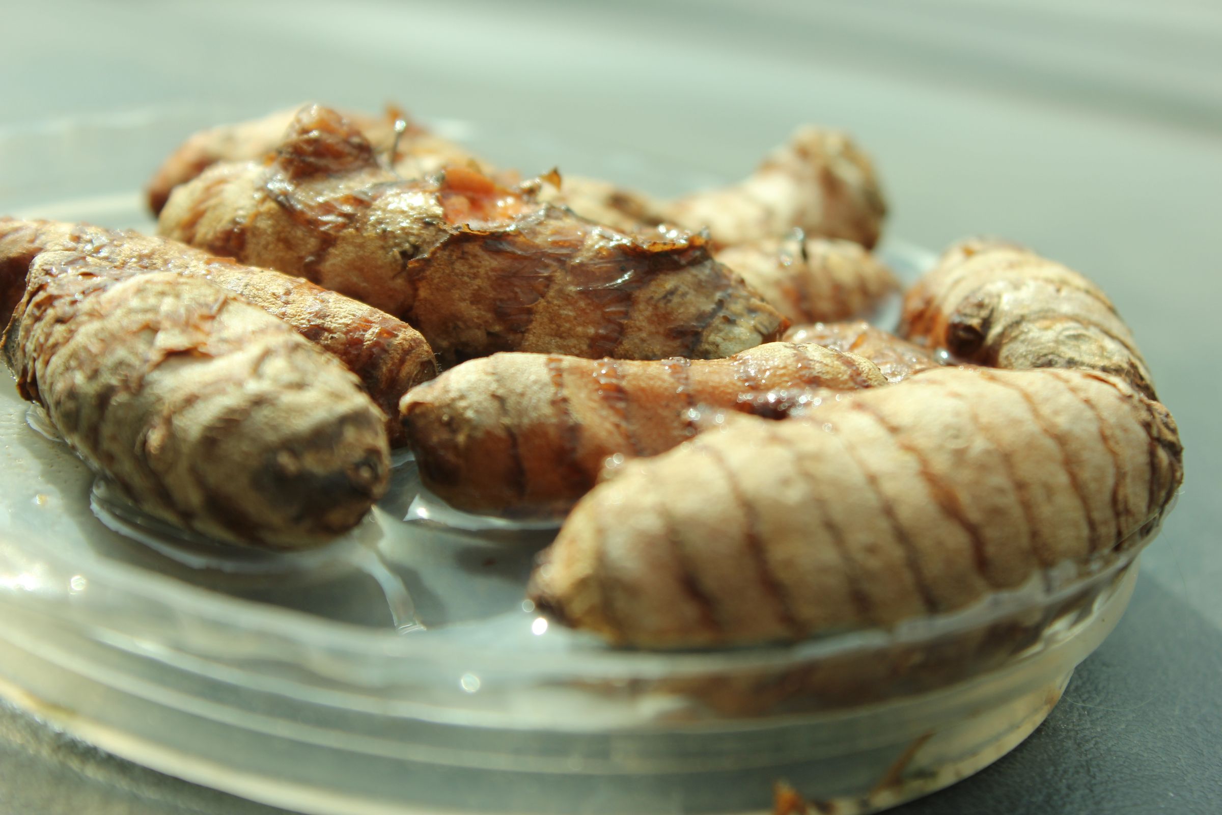 Car Greenhouse - Growing Food, Extending the Season and Succeeding With ...