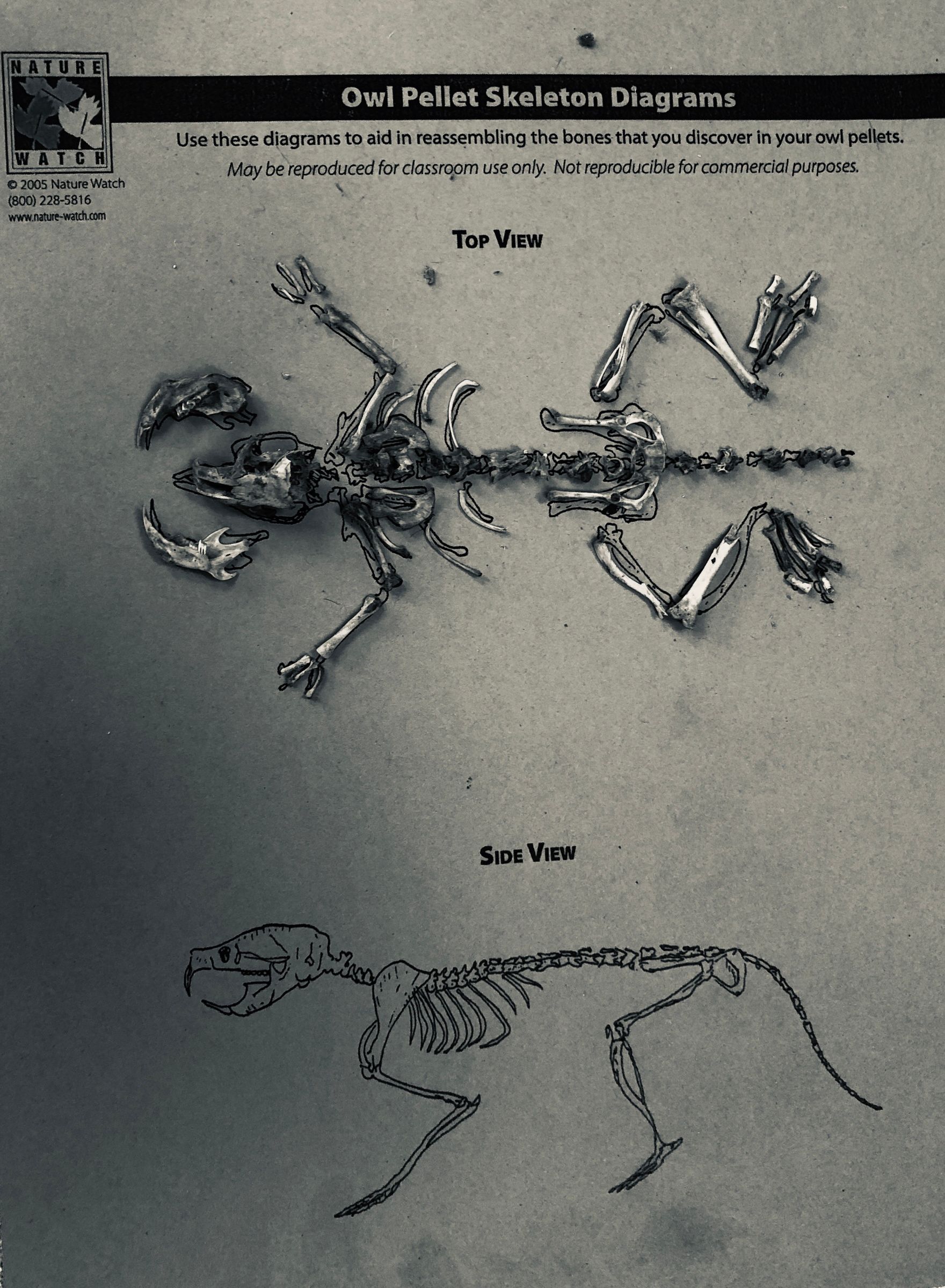 Owl Pellet Reconstruction Chart