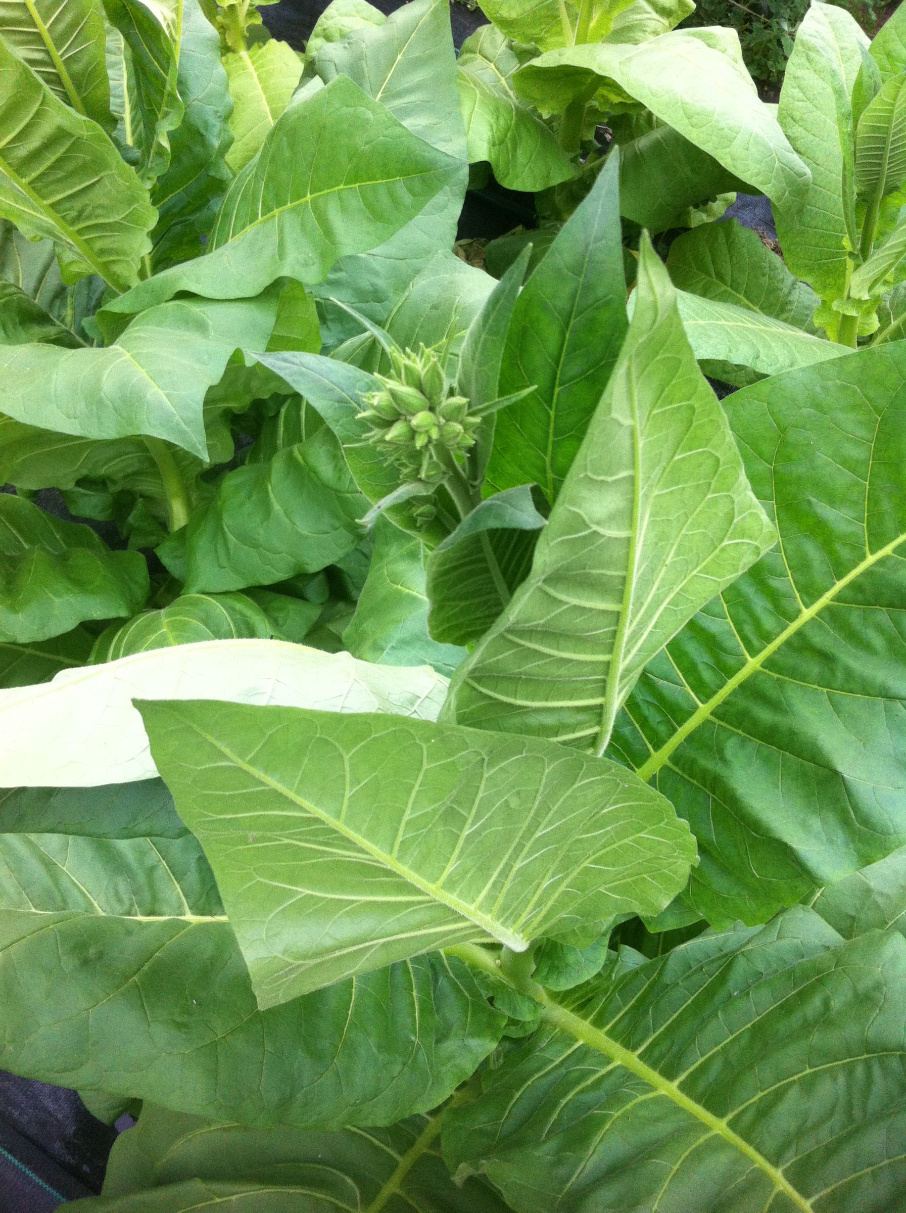 Growing Tobacco : 6 Steps (with Pictures) - Instructables