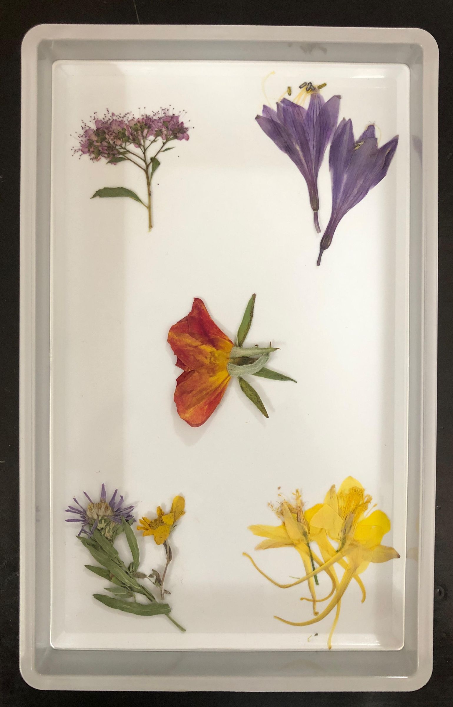 Pressed Flower Plates : 7 Steps (with Pictures) - Instructables