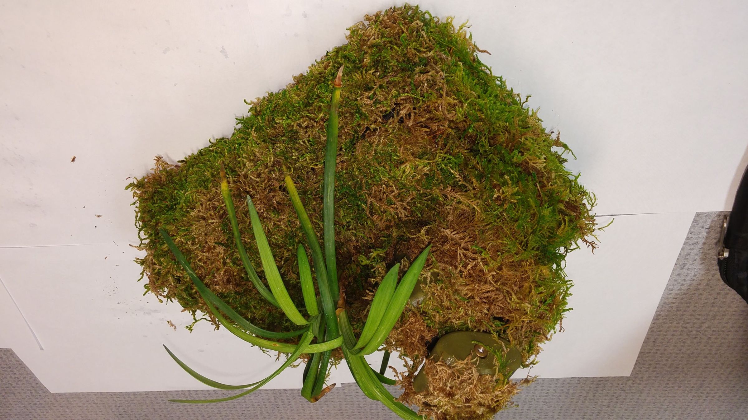 The Discreet Garden Defense System : 6 Steps (with Pictures ...