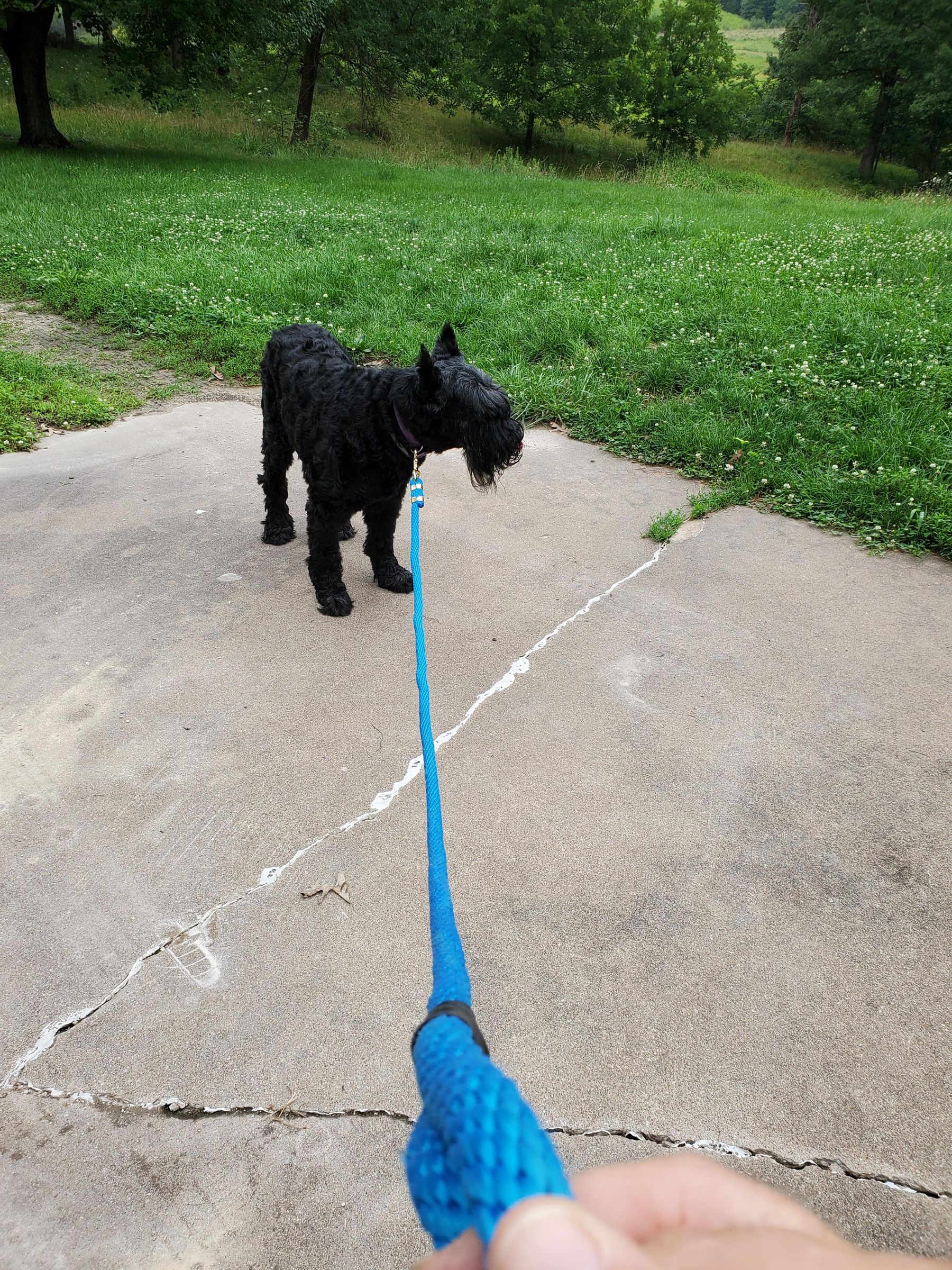 Quick Hand Loop for Dog Lead : 3 Steps (with Pictures) - Instructables